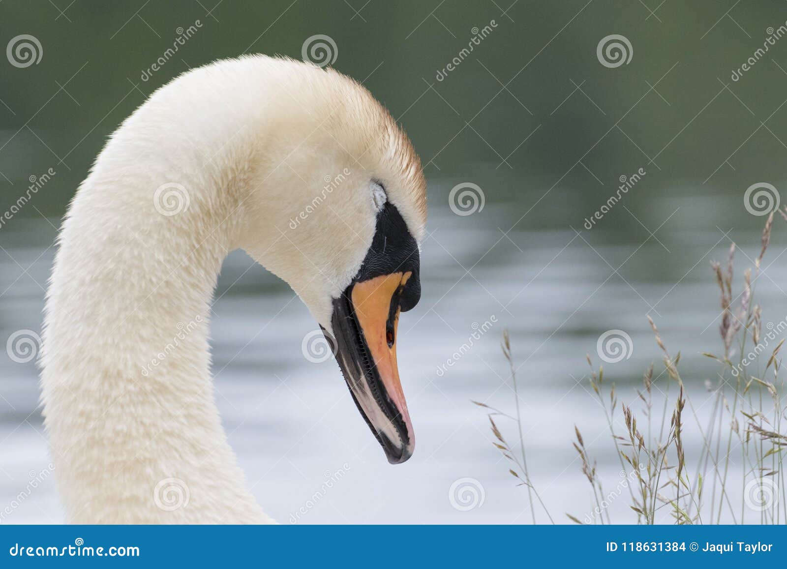 A white swan head shot stock photo. Image of swan, asleep - 118631384