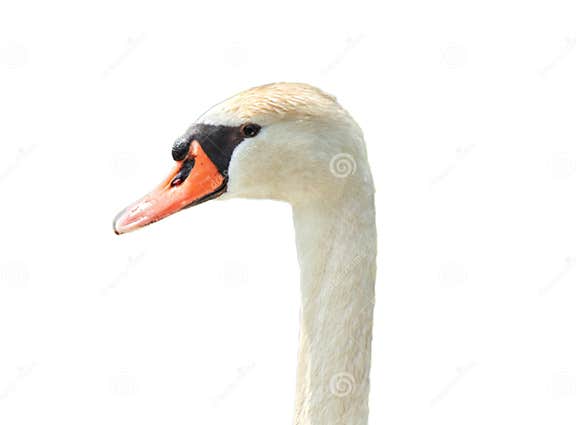 The Head and Neck of a White Swan Stock Image - Image of bird, animal ...