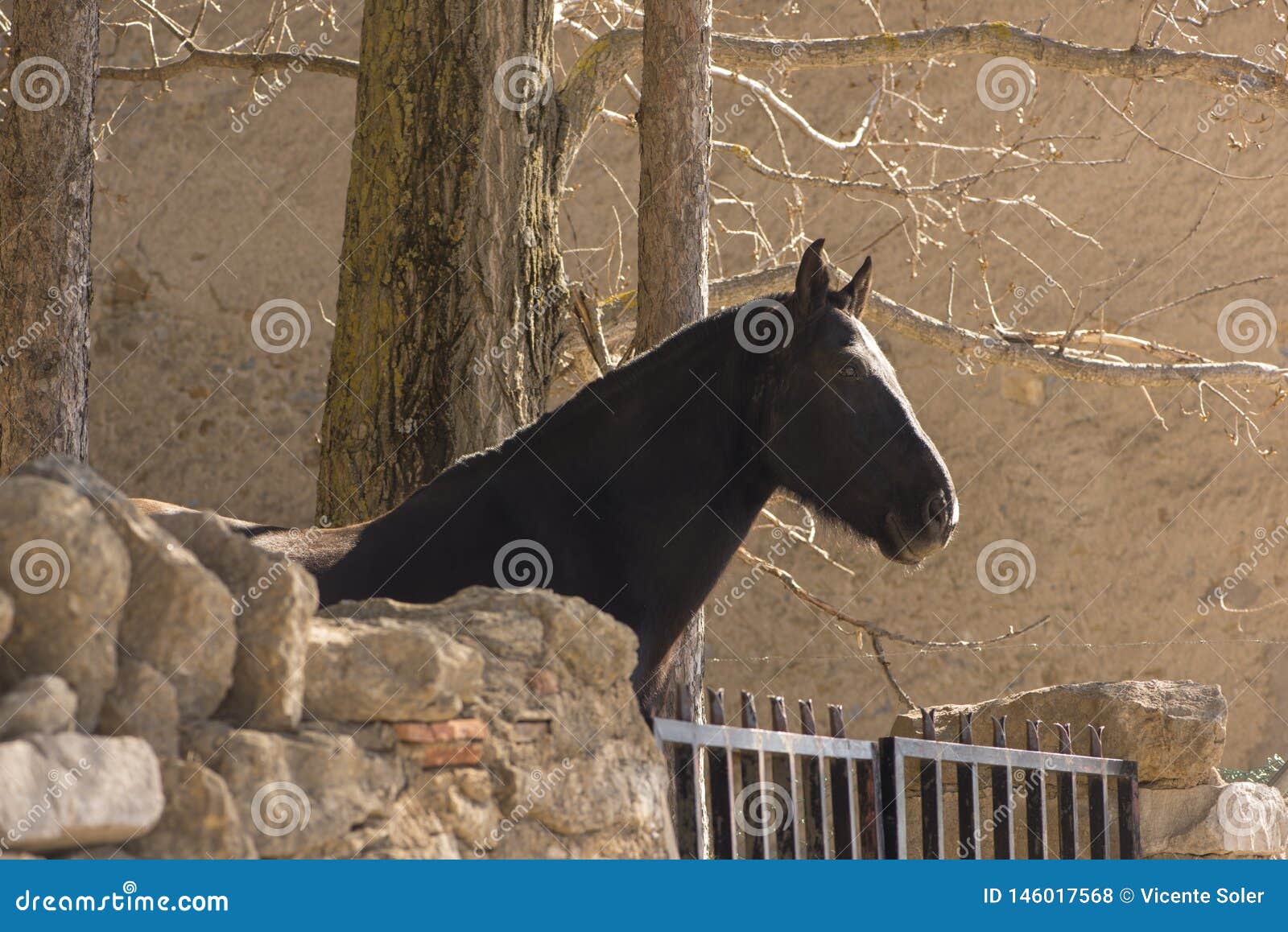 The Head of a Nice Black Horse Stock Photo - Image of color, horse ...