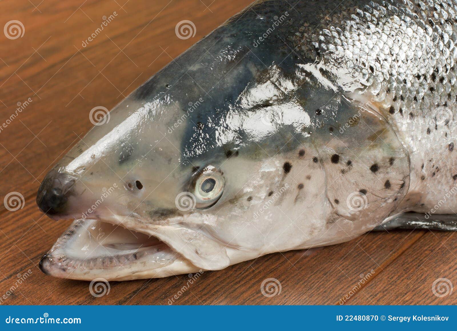 The Head of Norwegian Salmon Stock Photo - Image of teeth, food: 22480870