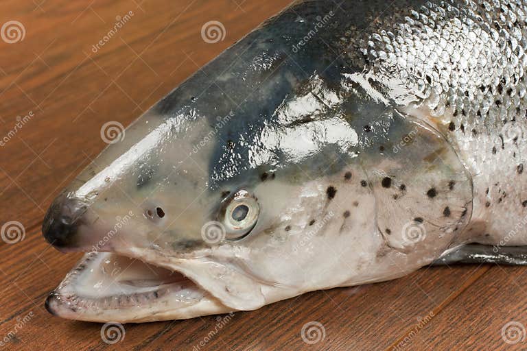 The Head of Norwegian Salmon Stock Photo - Image of teeth, food: 22480870