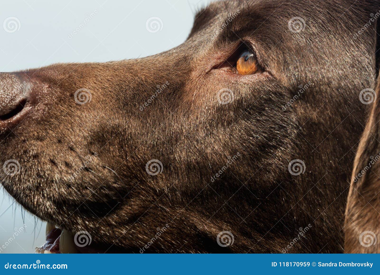 Head of an Old Brown Labrador Retriever Stock Image - Image of nature ...