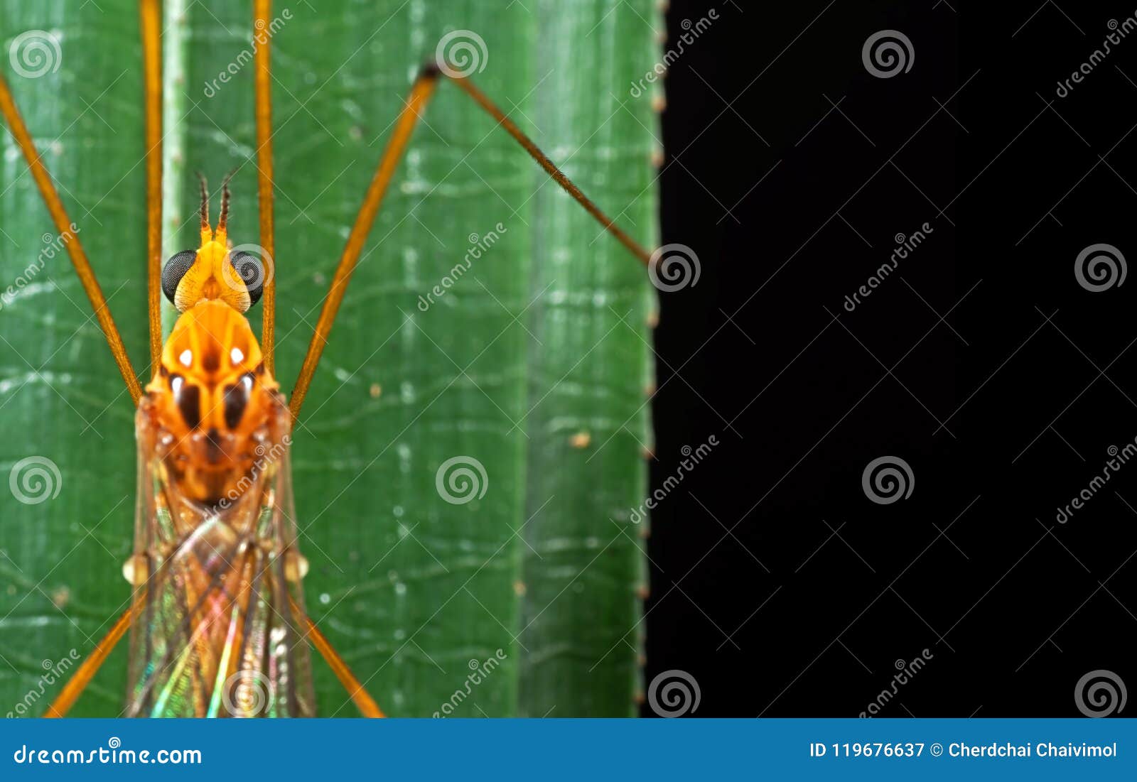 Head of Orange Crane Fly on Green Leaf with Space for Text Stock Image ...