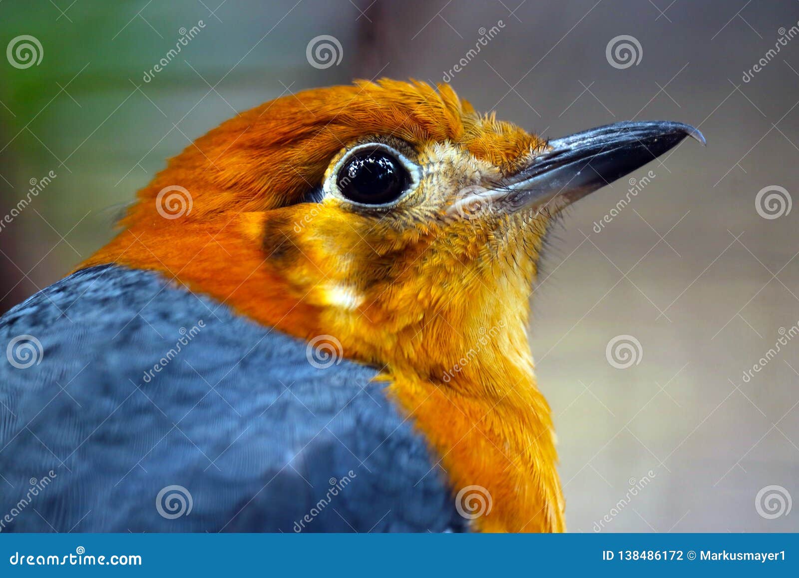 Head of an Orange-headed Thrush in Side View Looking Upwards Stock ...