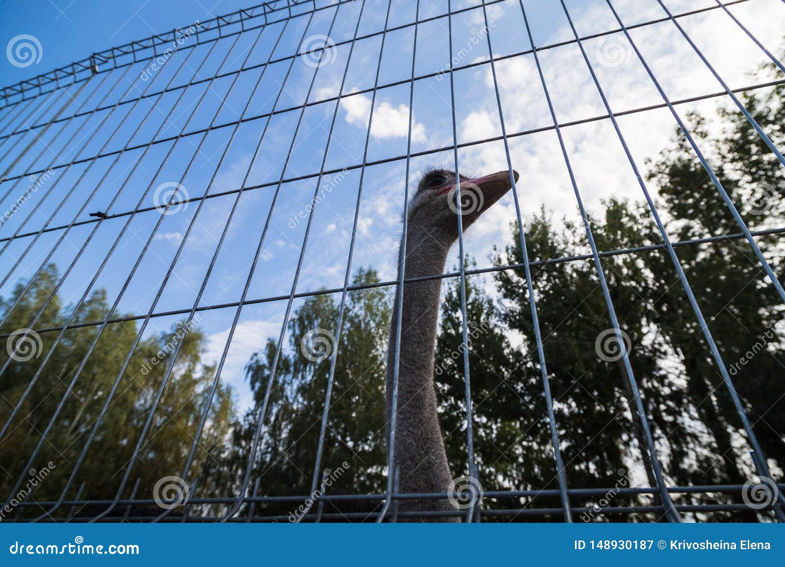 Head of Ostrich in a Cage and Greenery Behind Him on a Summer Day Stock ...