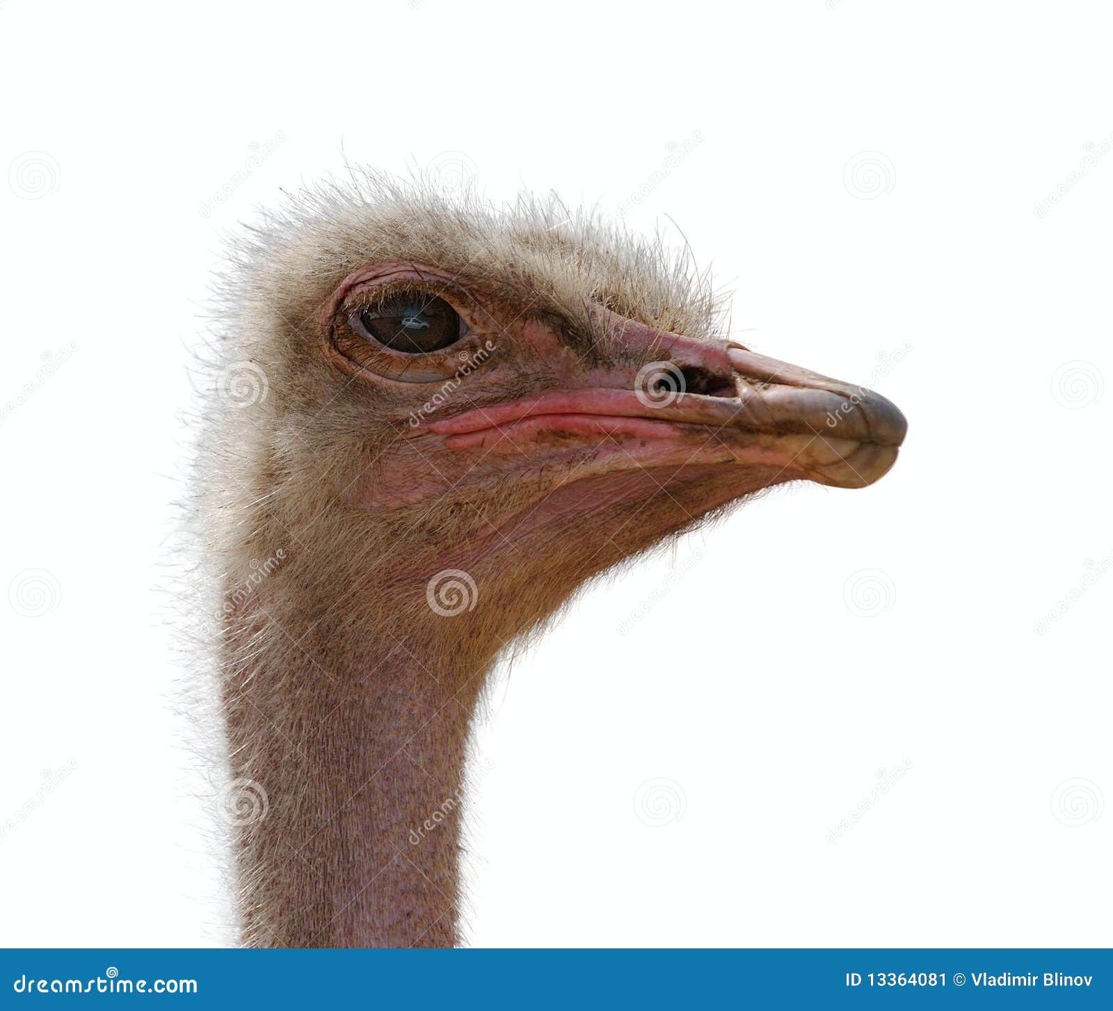 Head ostrich, isolated stock image. Image of reserve - 13364081