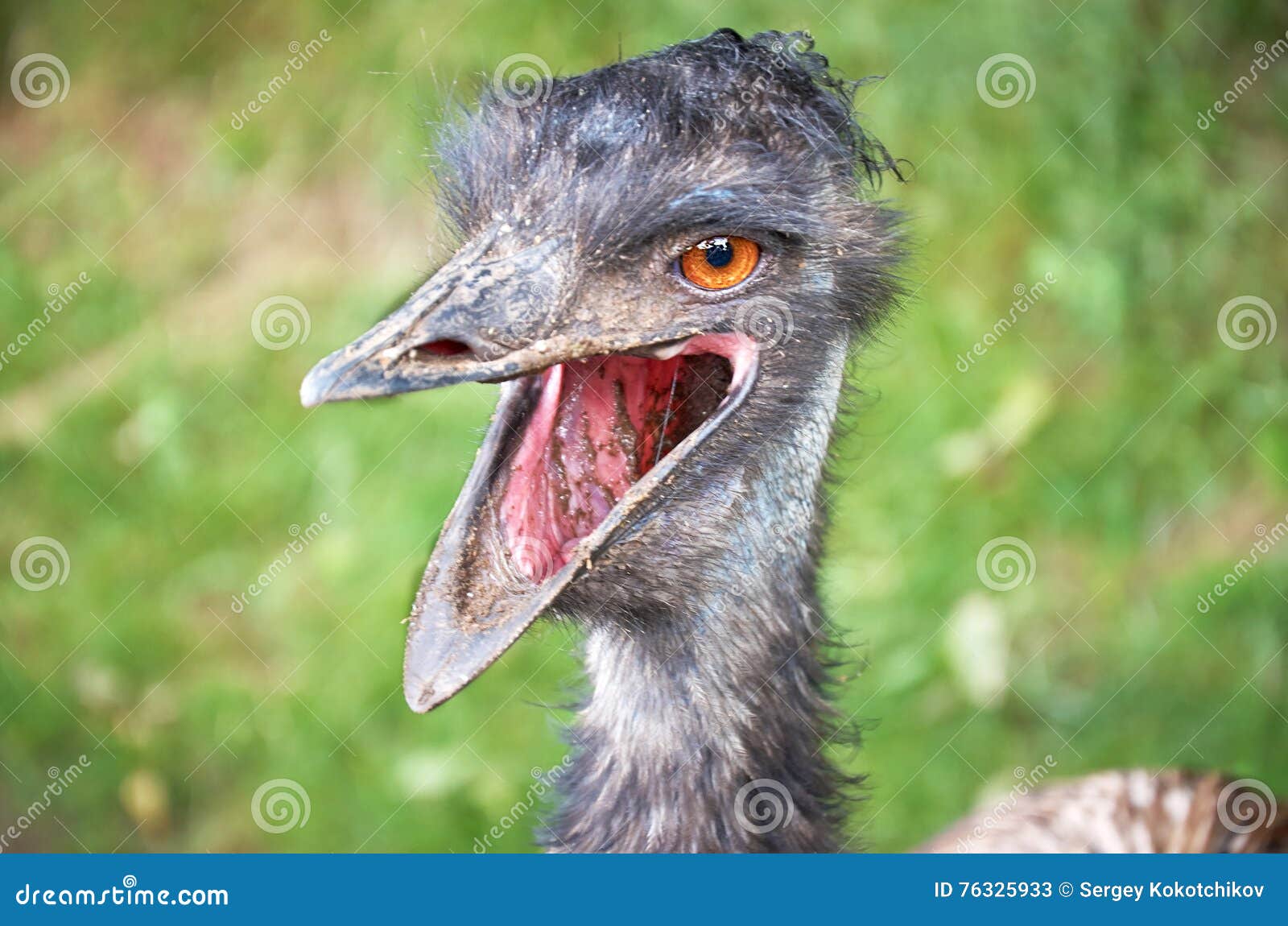 Ostrich Open Beak Stock Photos - Royalty Free Stock Images