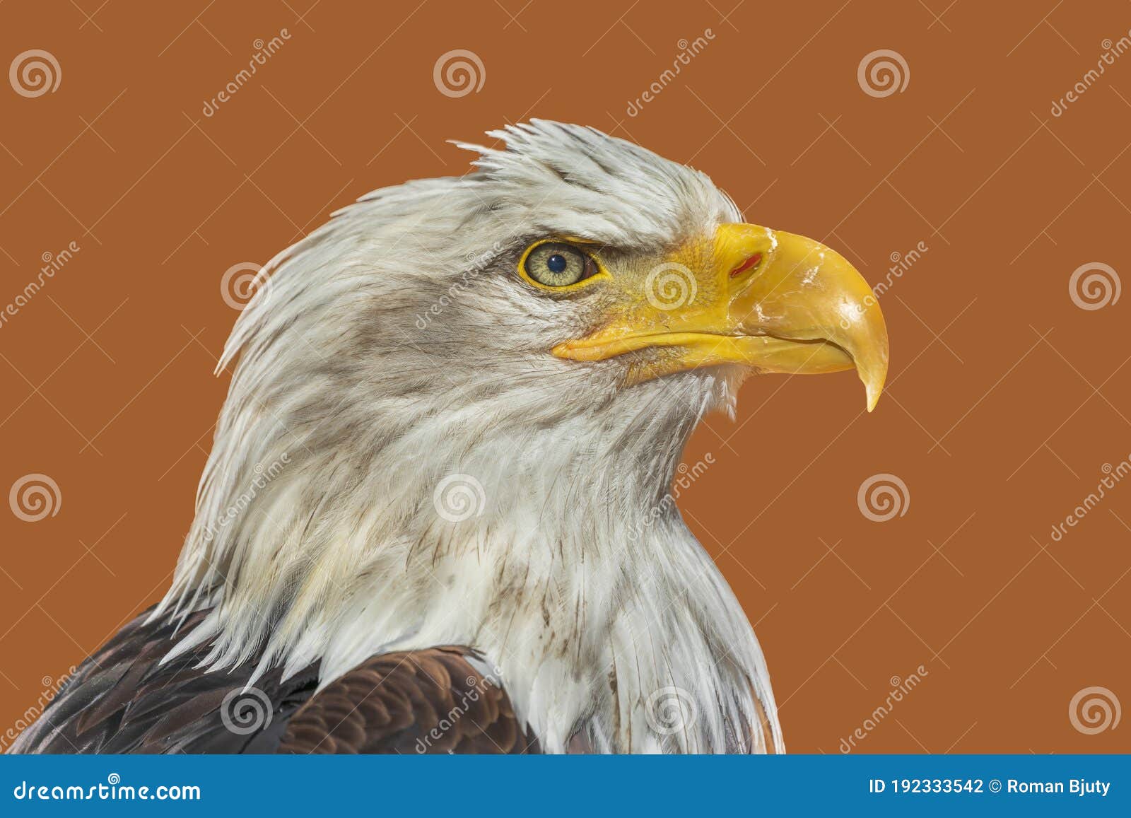 Head of a Painted Bald Eagle on a Brown Light Background Stock Photo ...