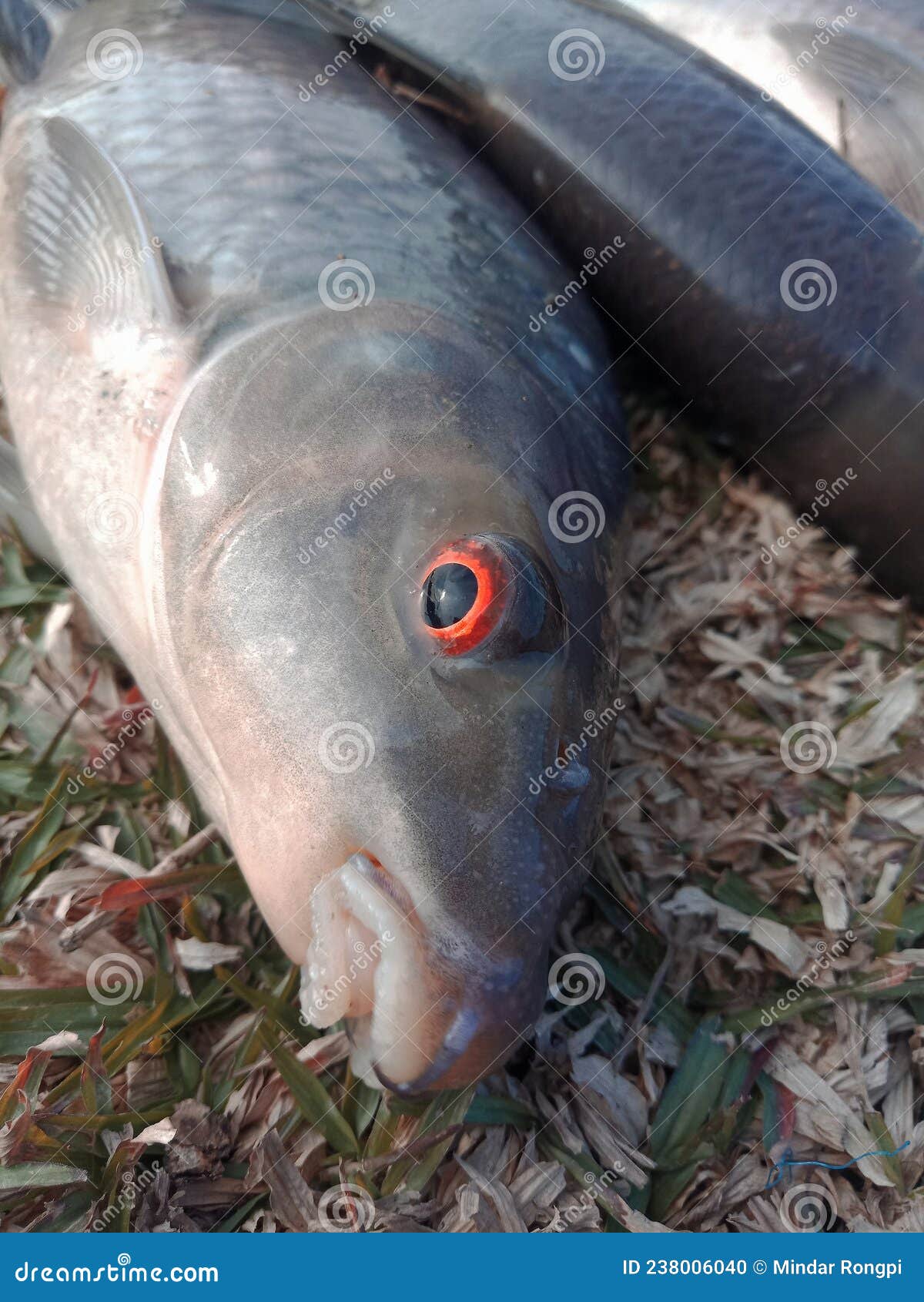 Catla Fish Head Photos - Free & Royalty-Free Stock Photos from Dreamstime