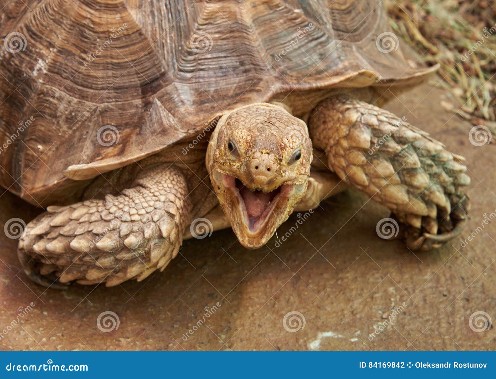The Head and Part of the Shell African Spurred Tortoise Stock Photo ...