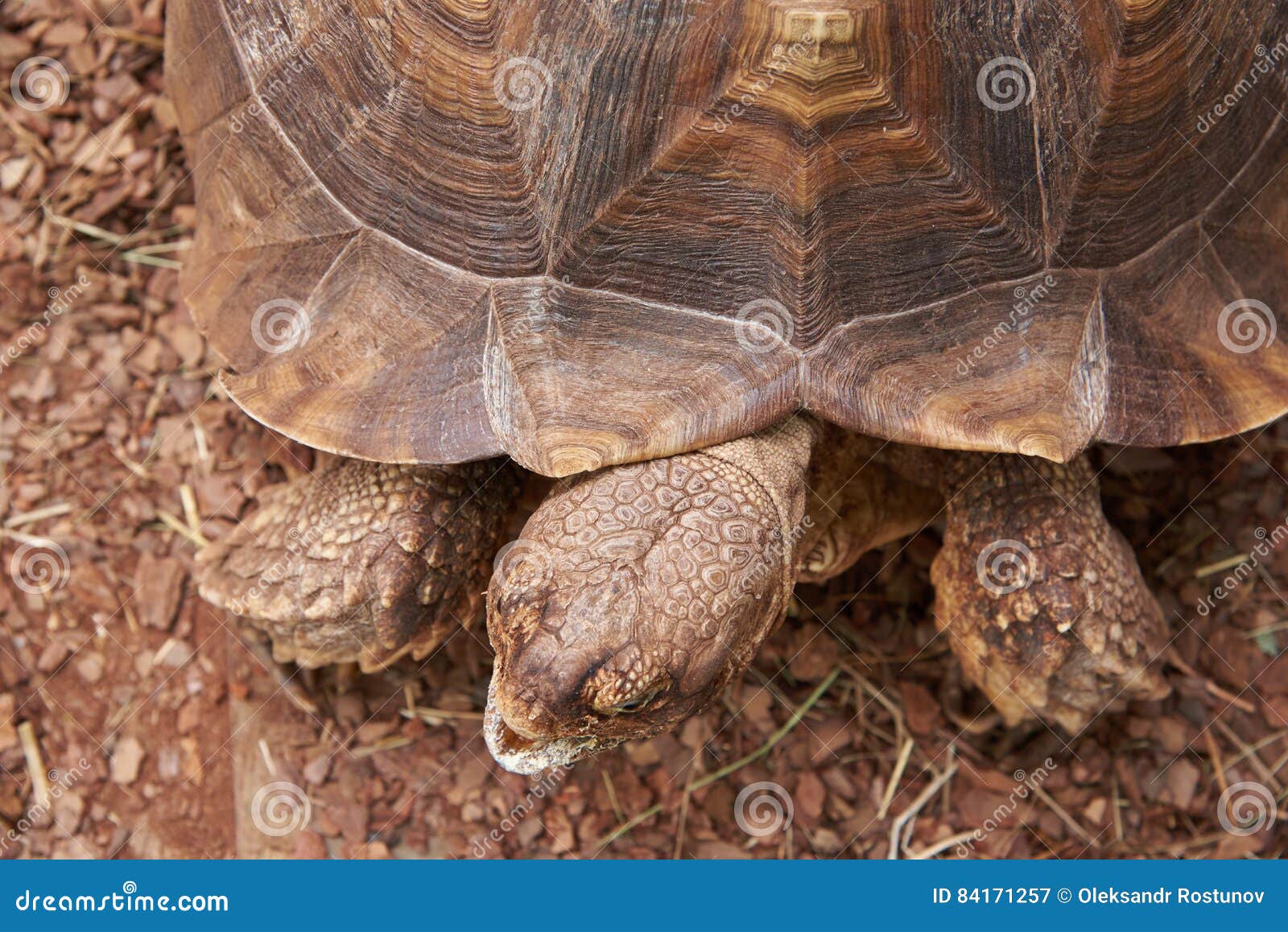 The Head and Part of the Shell African Spurred Tortoise Stock Image ...
