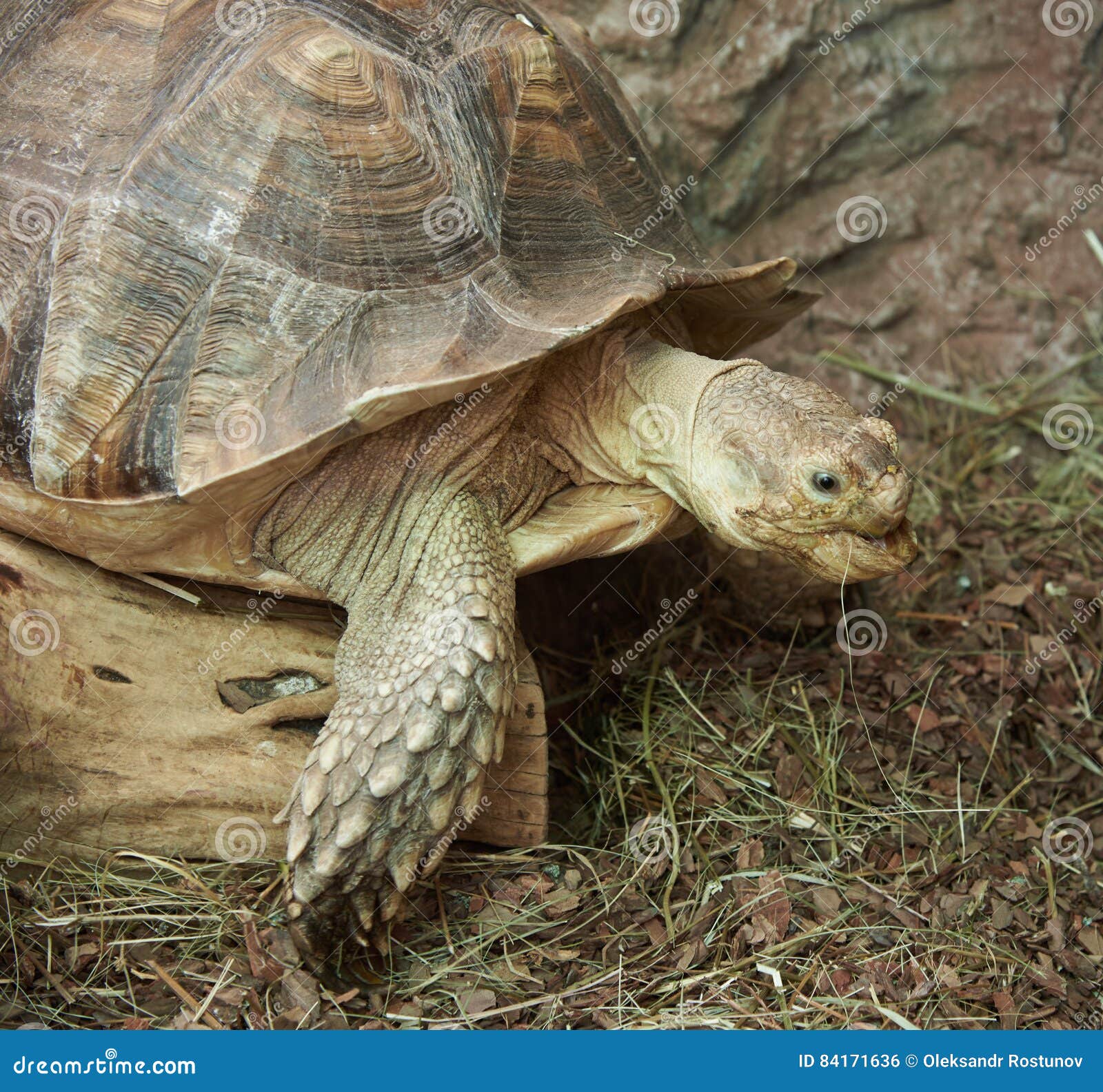 The Head and Part of the Shell African Spurred Tortoise Stock Photo ...