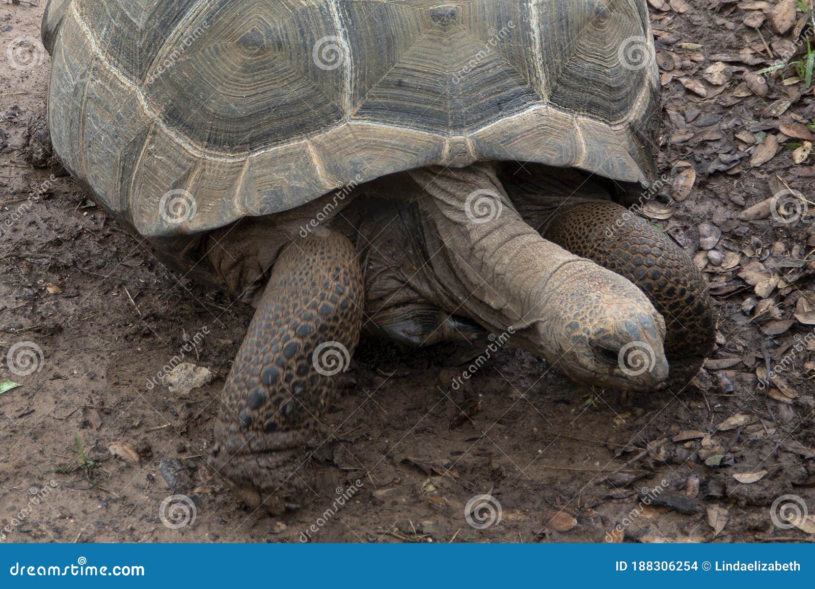 The Head and Partial Shell of an Aldabra Tortoise in Captivity Stock ...