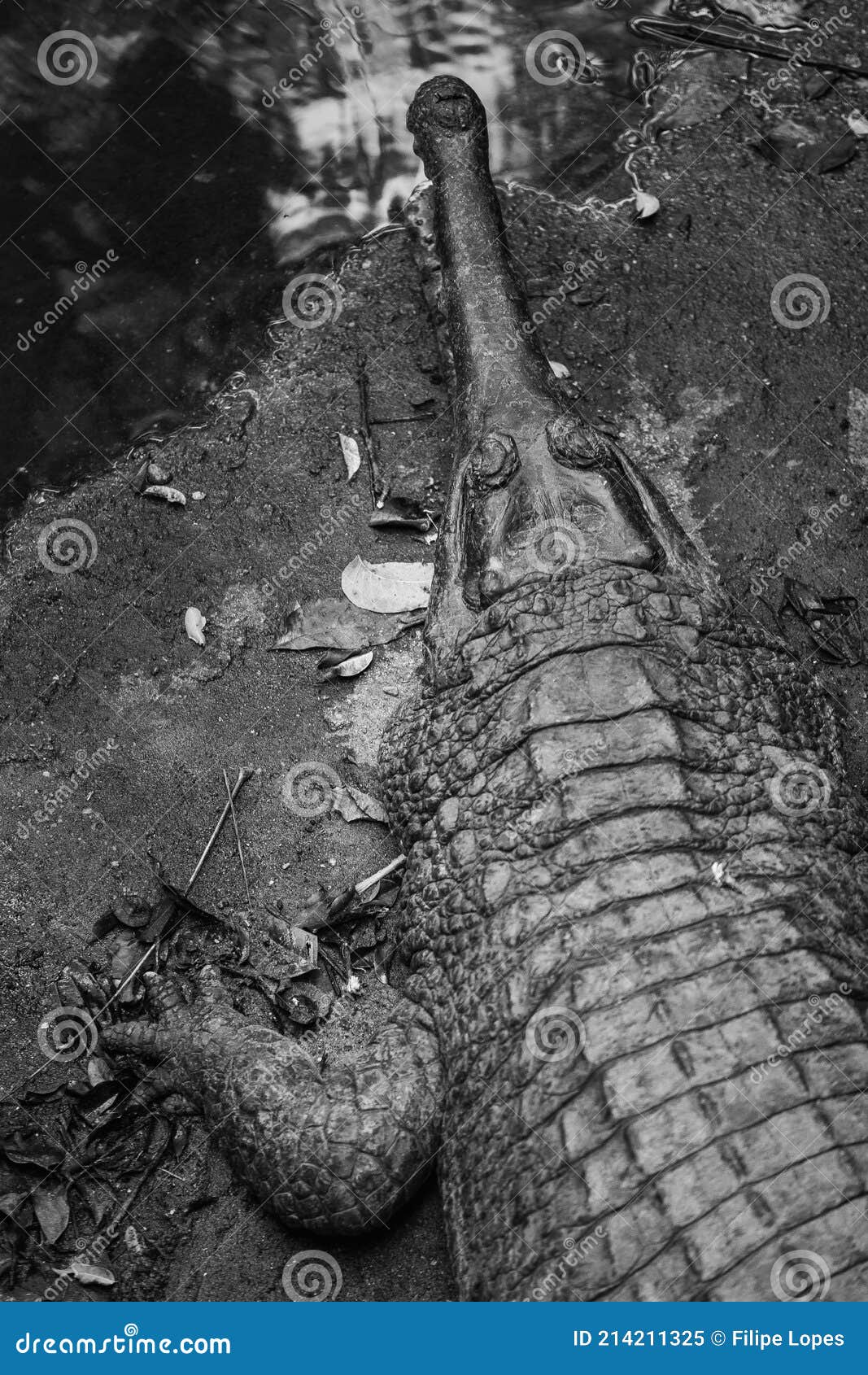 Head and Paw of One Gharial Crocodile Stock Image - Image of habitat ...