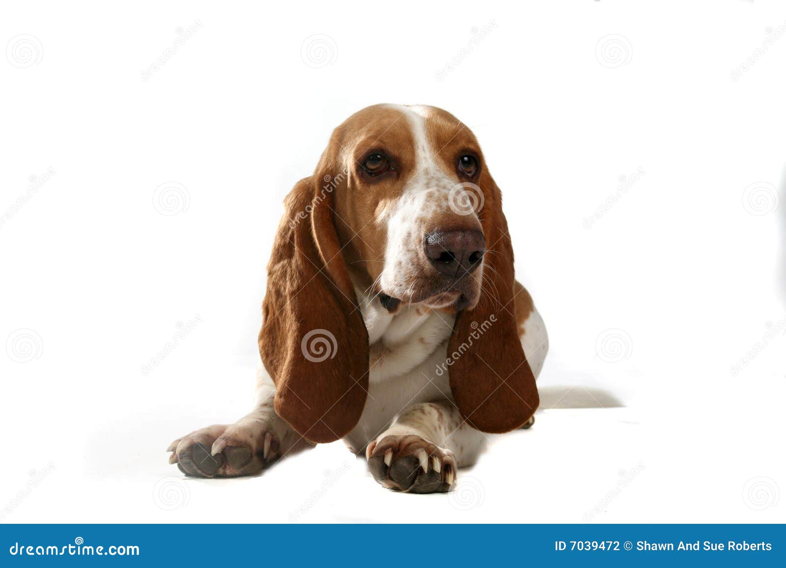 Head and Paws of Cute Basset Hound Dog Stock Photo - Image of animal ...