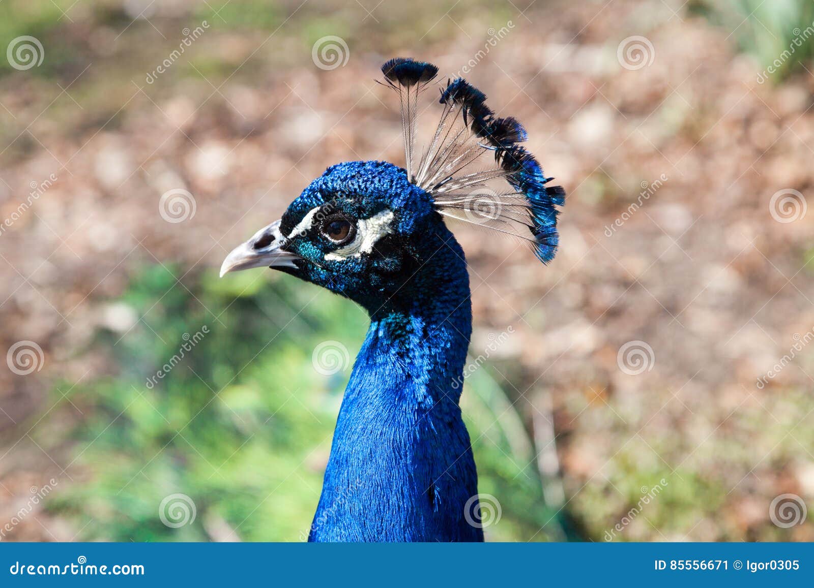 Head of a peacock stock image. Image of elegant, peafowl - 85556671