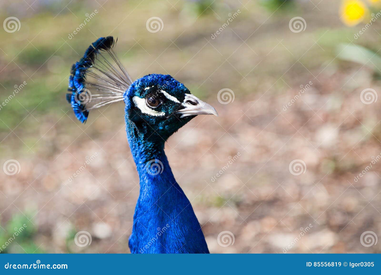 Head of a peacock stock image. Image of showing, neck - 85556819