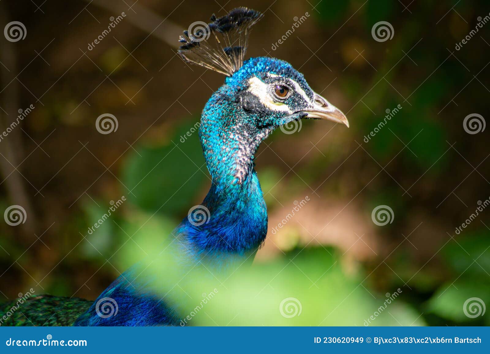 The head of a peacock stock image. Image of living, bright - 230620949