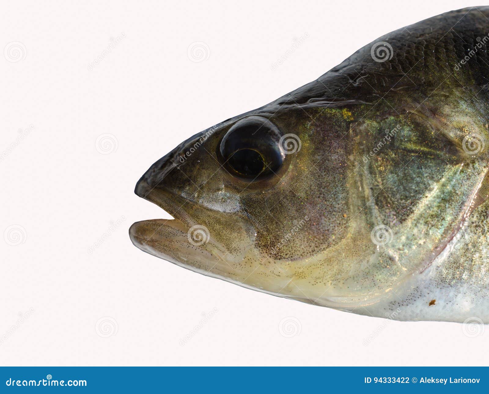 The Head of a Perch, on a White Franc. Stock Photo - Image of healthy ...