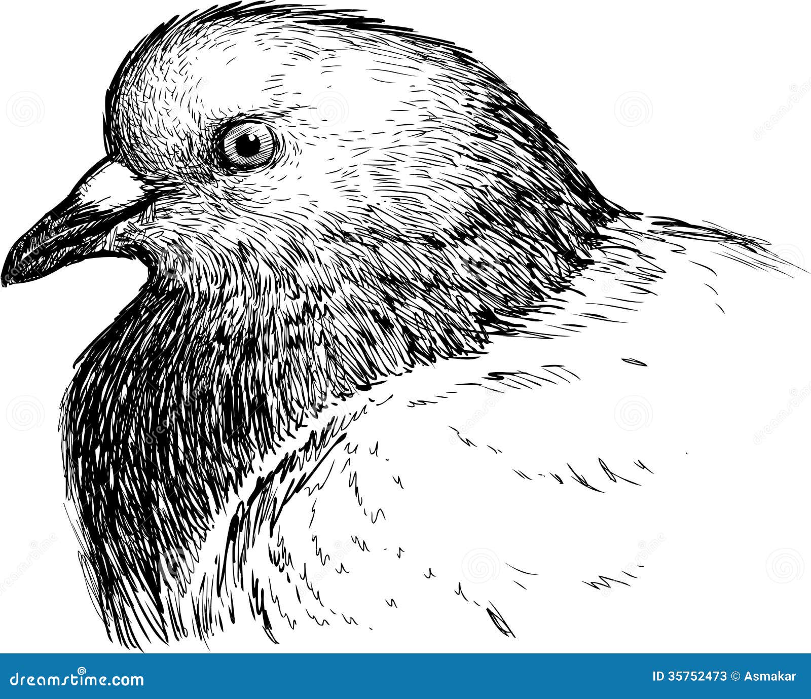 Pigeon Head Drawing