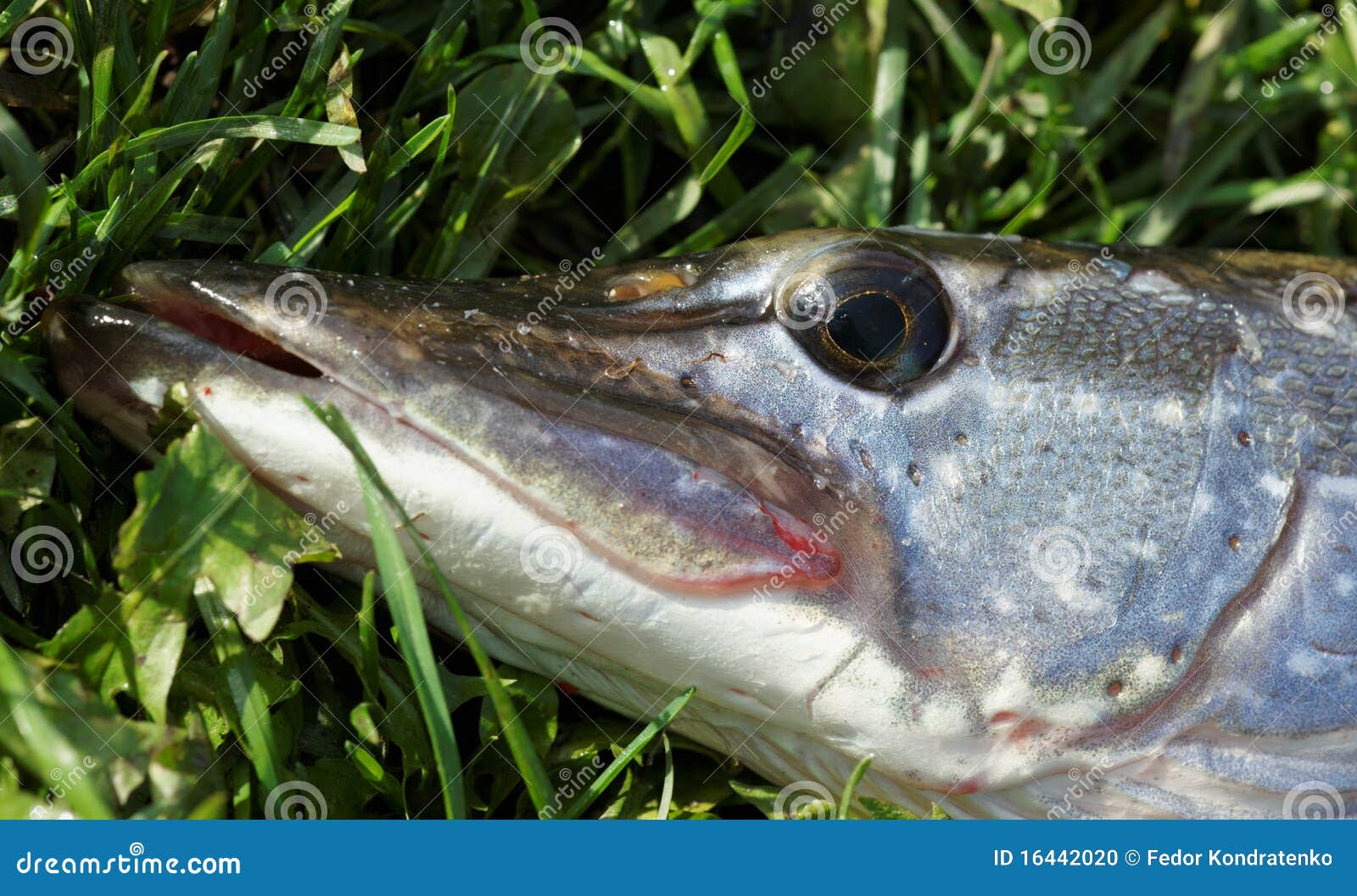 Head of a pike stock photo. Image of jaws, fish, predatory - 16442020