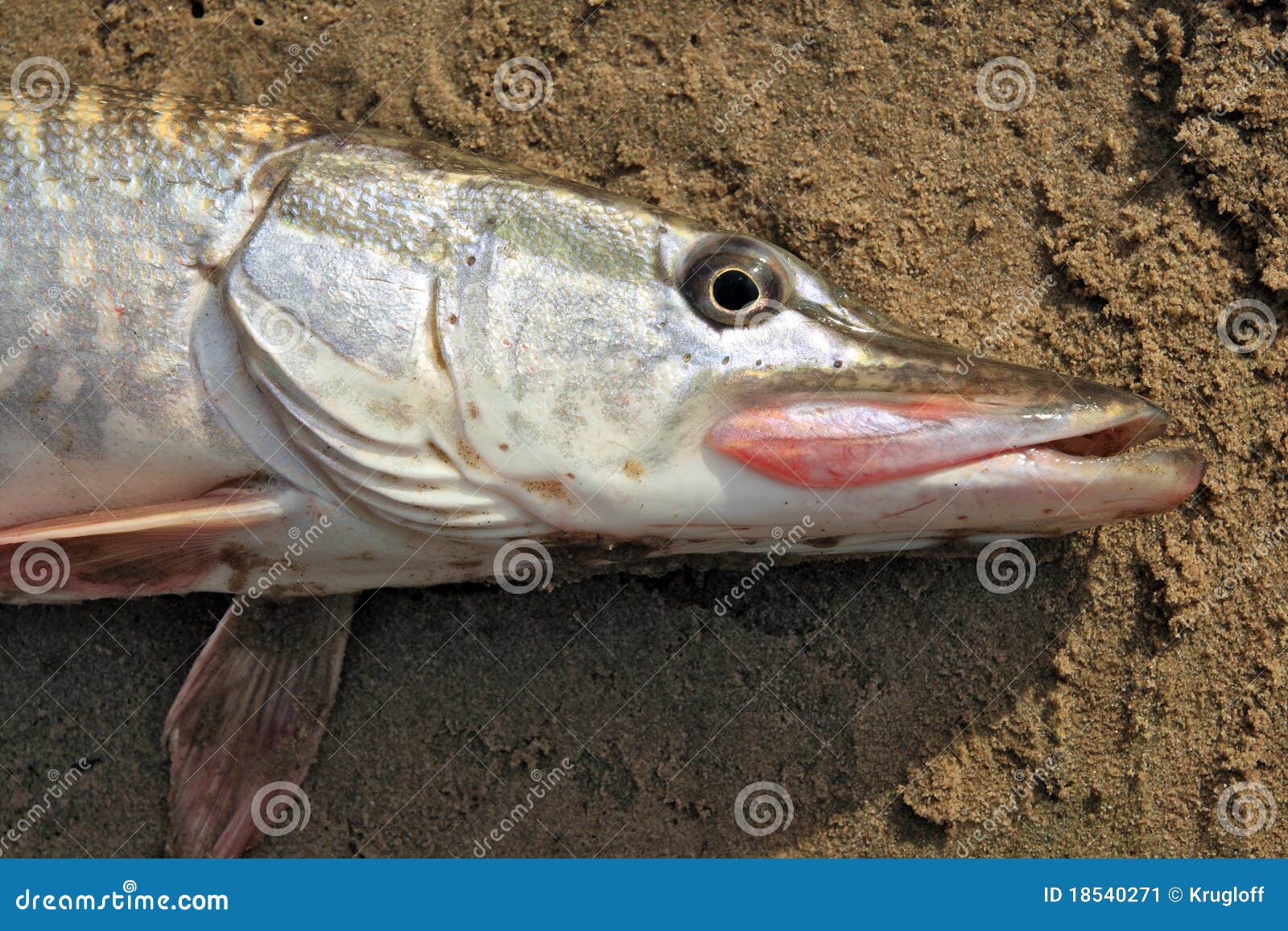 The head of pike stock image. Image of head, sand, fragment - 18540271