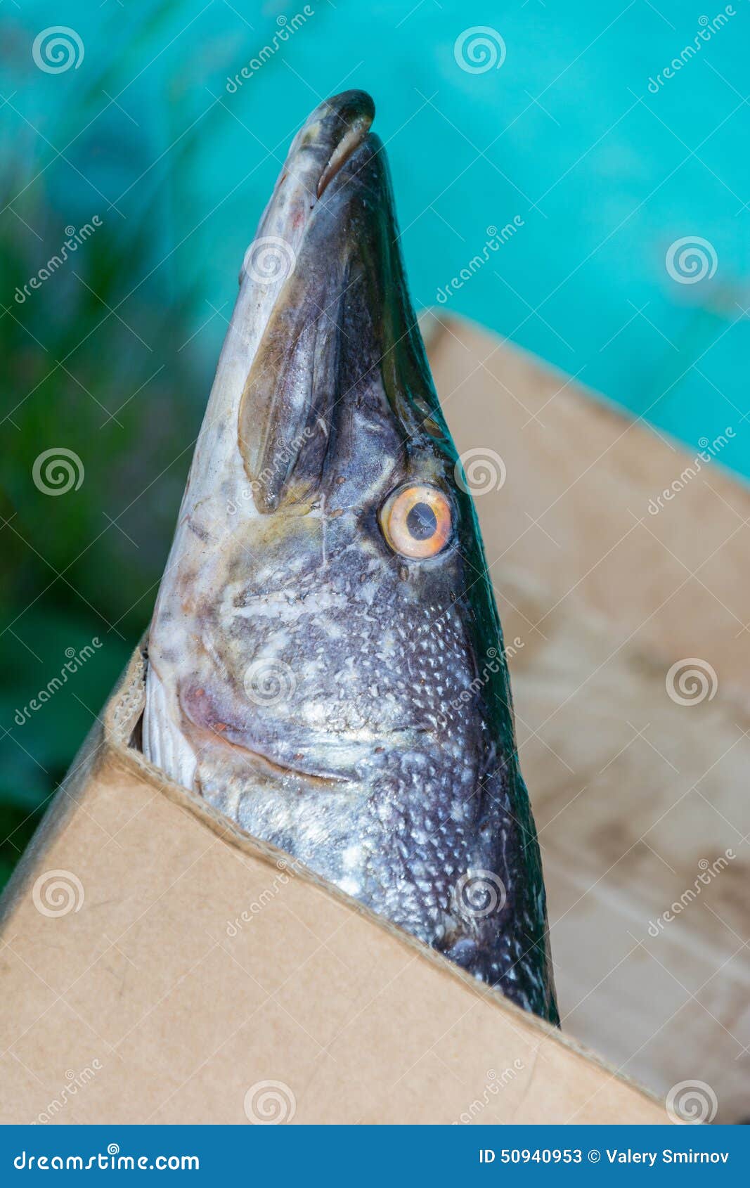 The head of a pike. stock image. Image of fresh, fishery - 50940953