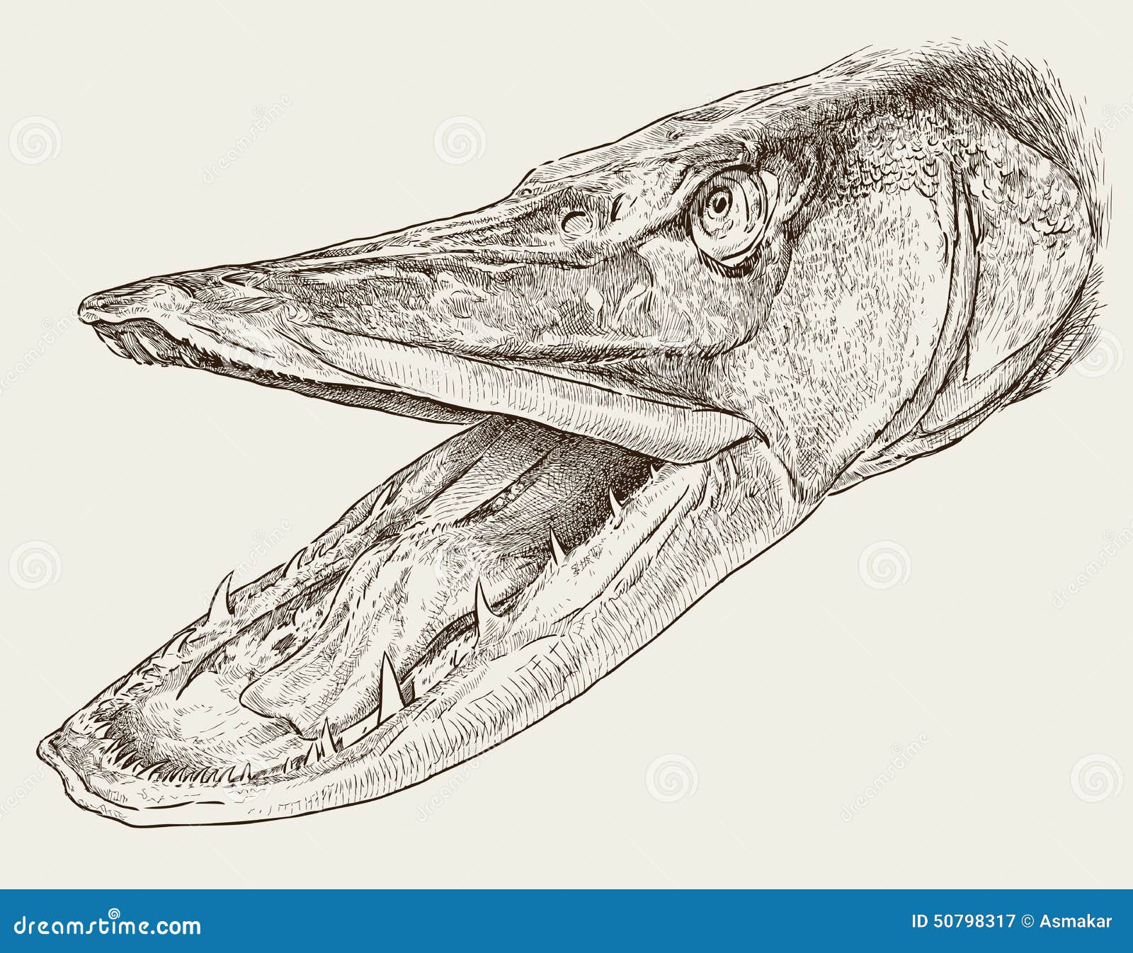 Pike Head. Fish Head. Vector Clipart | CartoonDealer.com #246644637