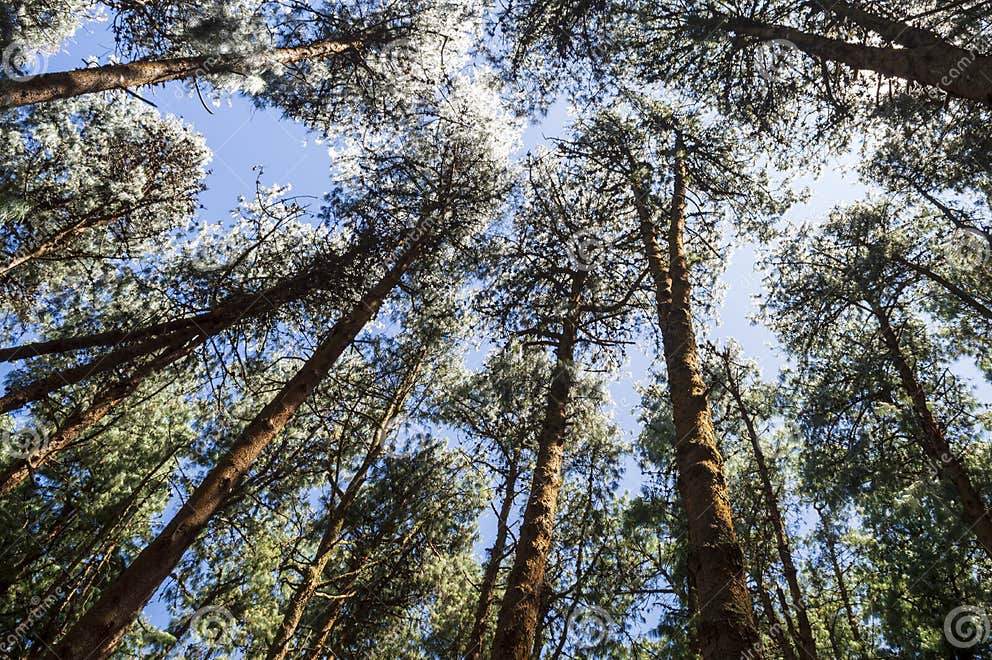 Head of the Pine Trees Forming a Beautiful Texture Pattern Background ...