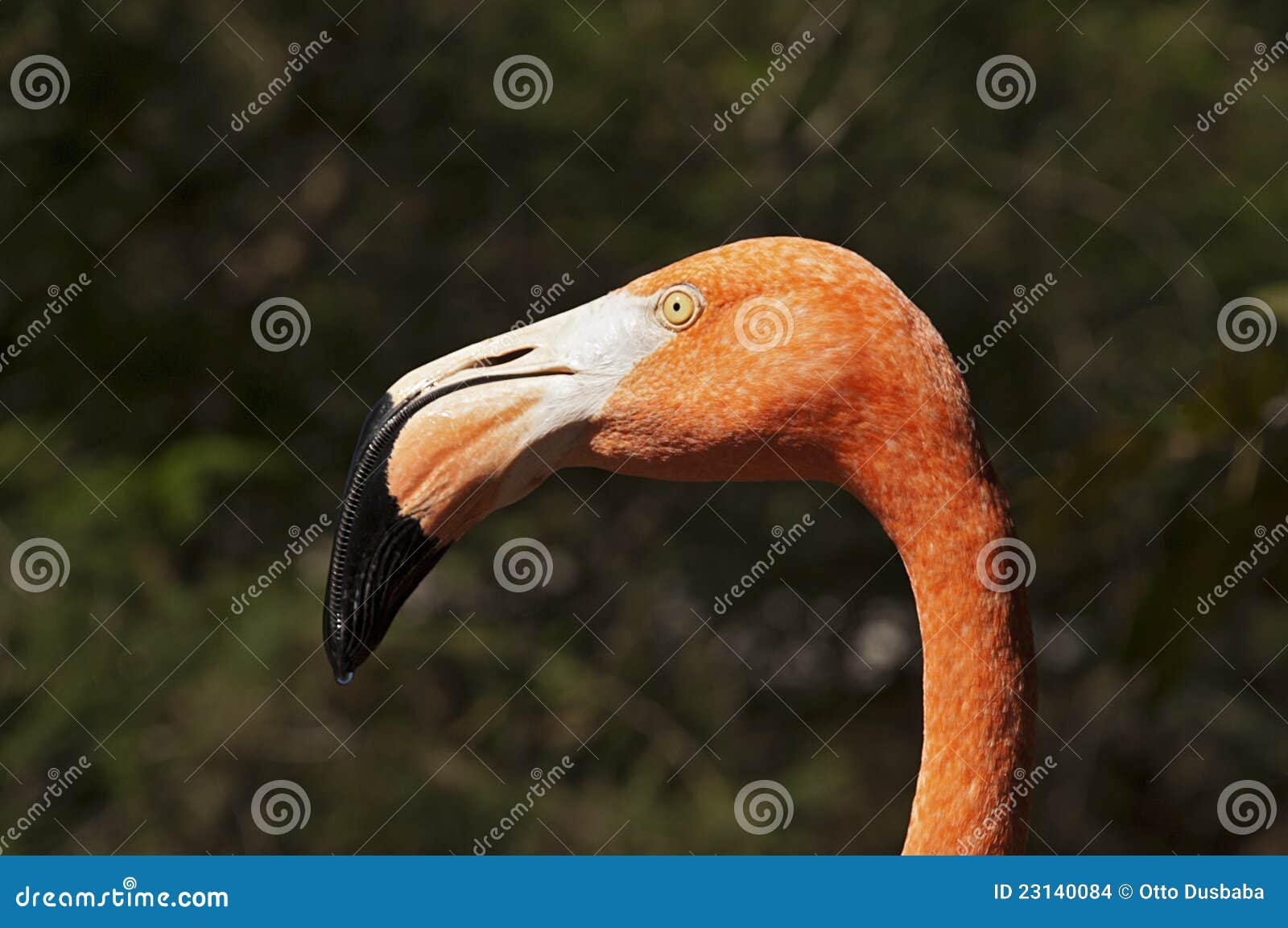 Head of a Pink Flamingo stock photo. Image of beak, bill - 23140084