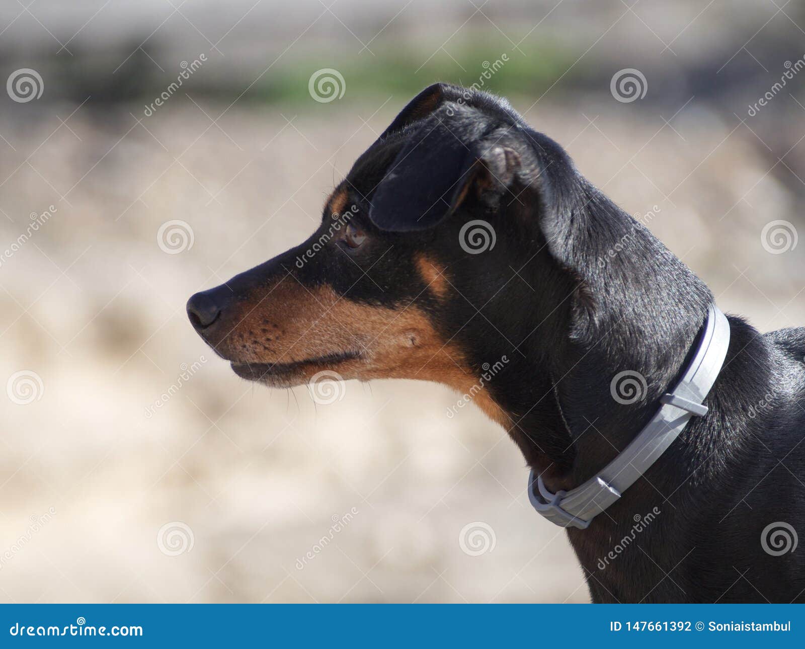 Head pinscher miniature stock photo. Image of minpin - 147661392