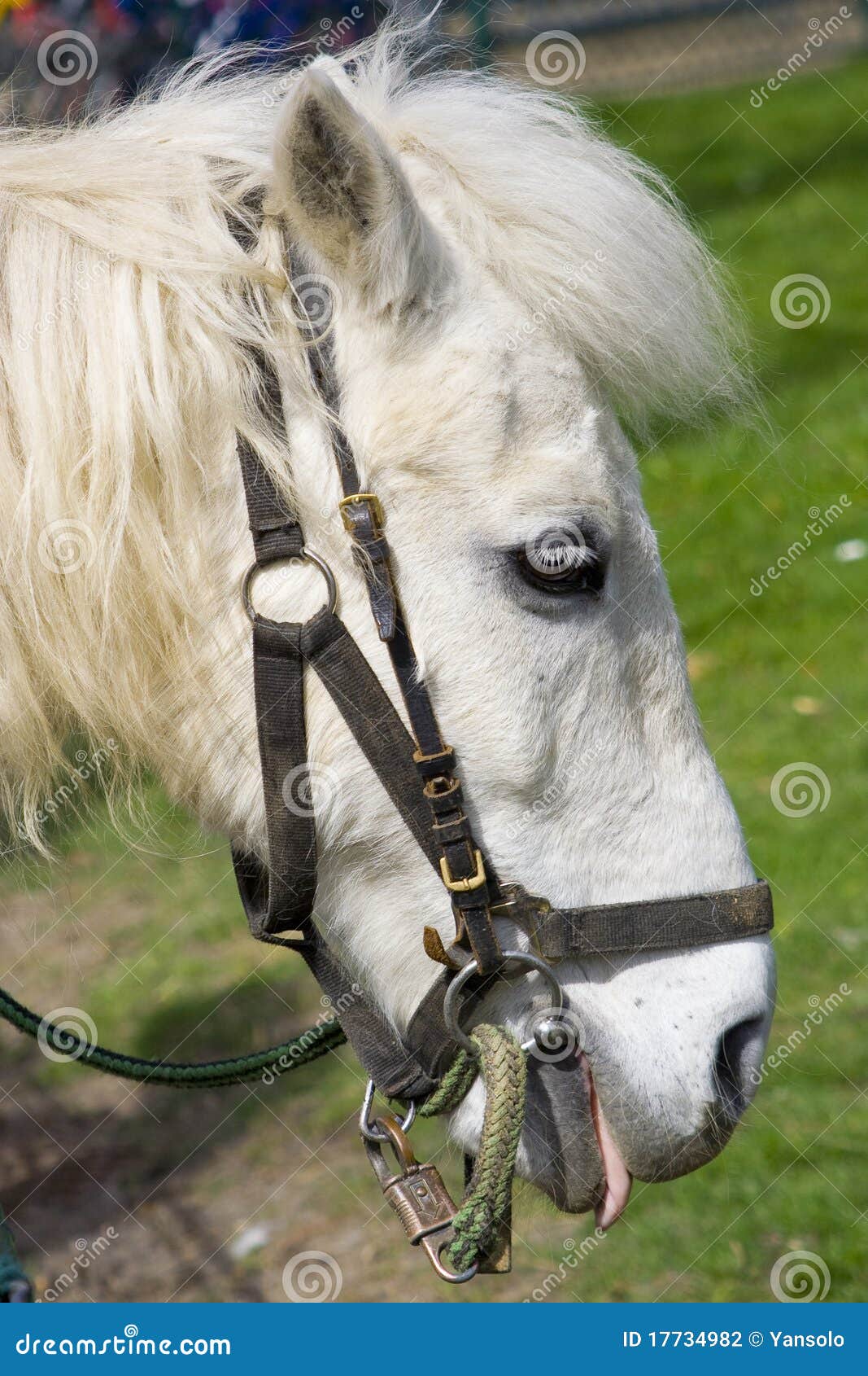 Head pony stock photo. Image of lashes, blonde, leather - 17734982