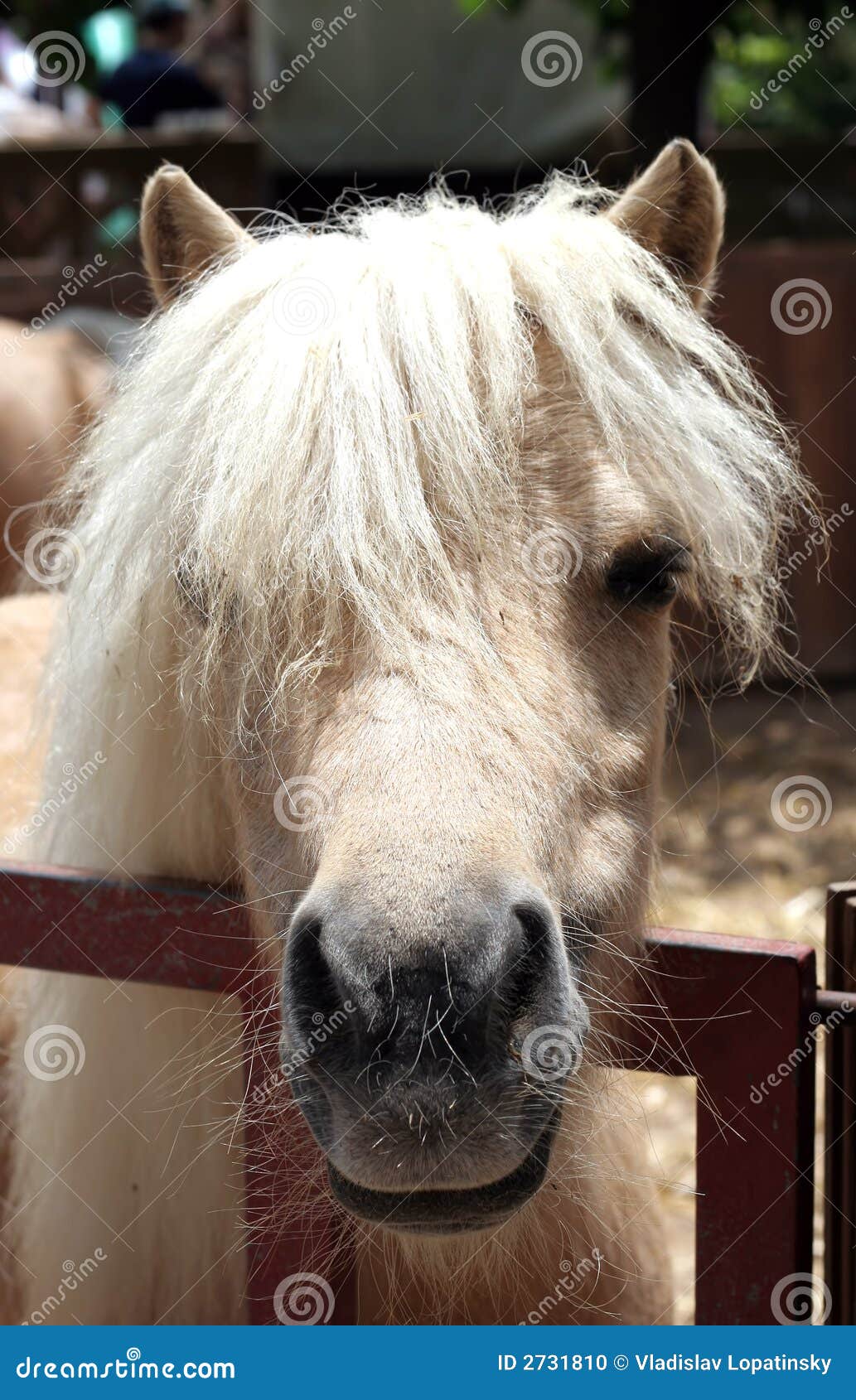 Head pony funny hairstyle stock photo. Image of halter - 2731810