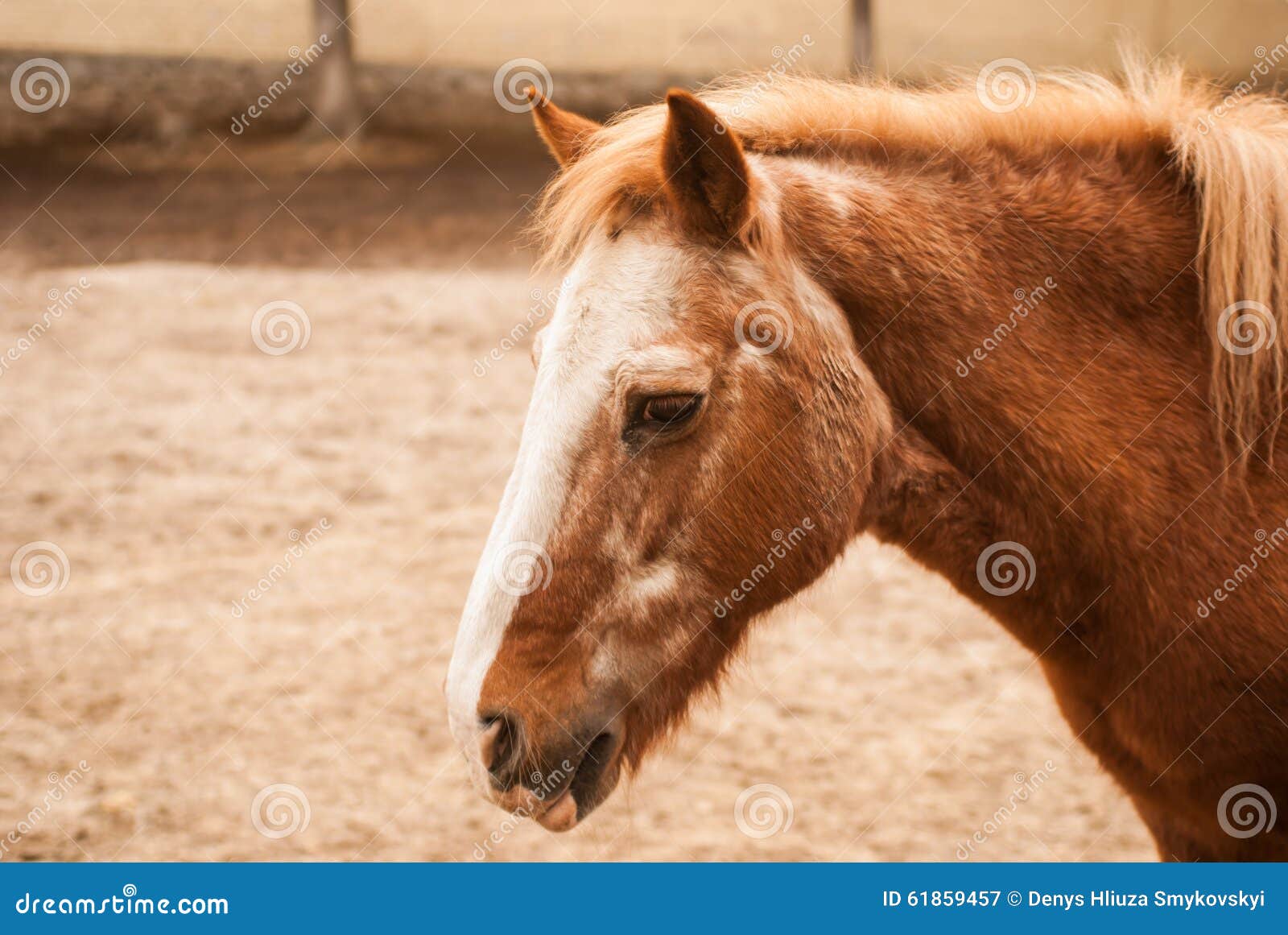 Head pony stock image. Image of head, crest, nose, ponies - 61859457