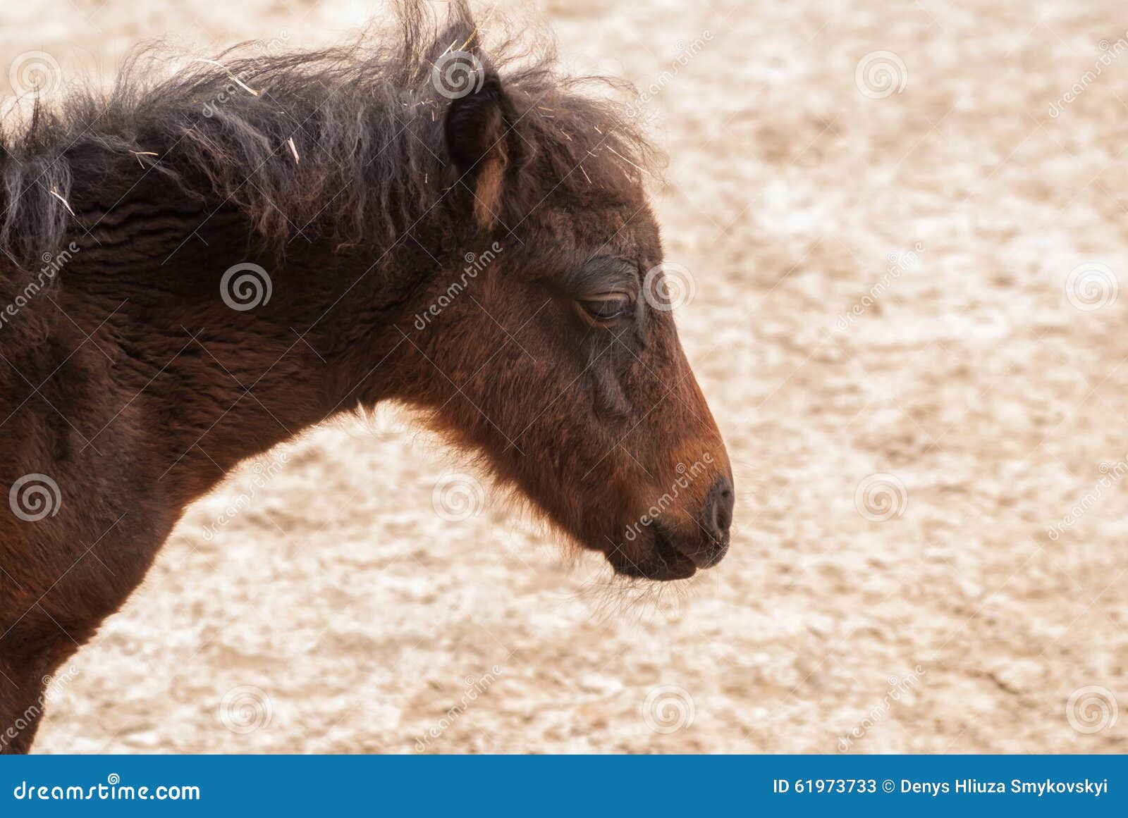 Head pony stock image. Image of ponies, look, eyes, animals - 61973733