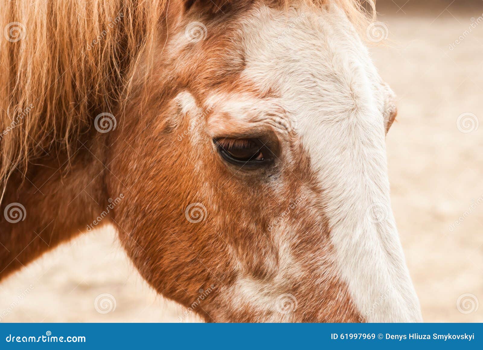Head pony stock image. Image of summer, autumn, look - 61997969