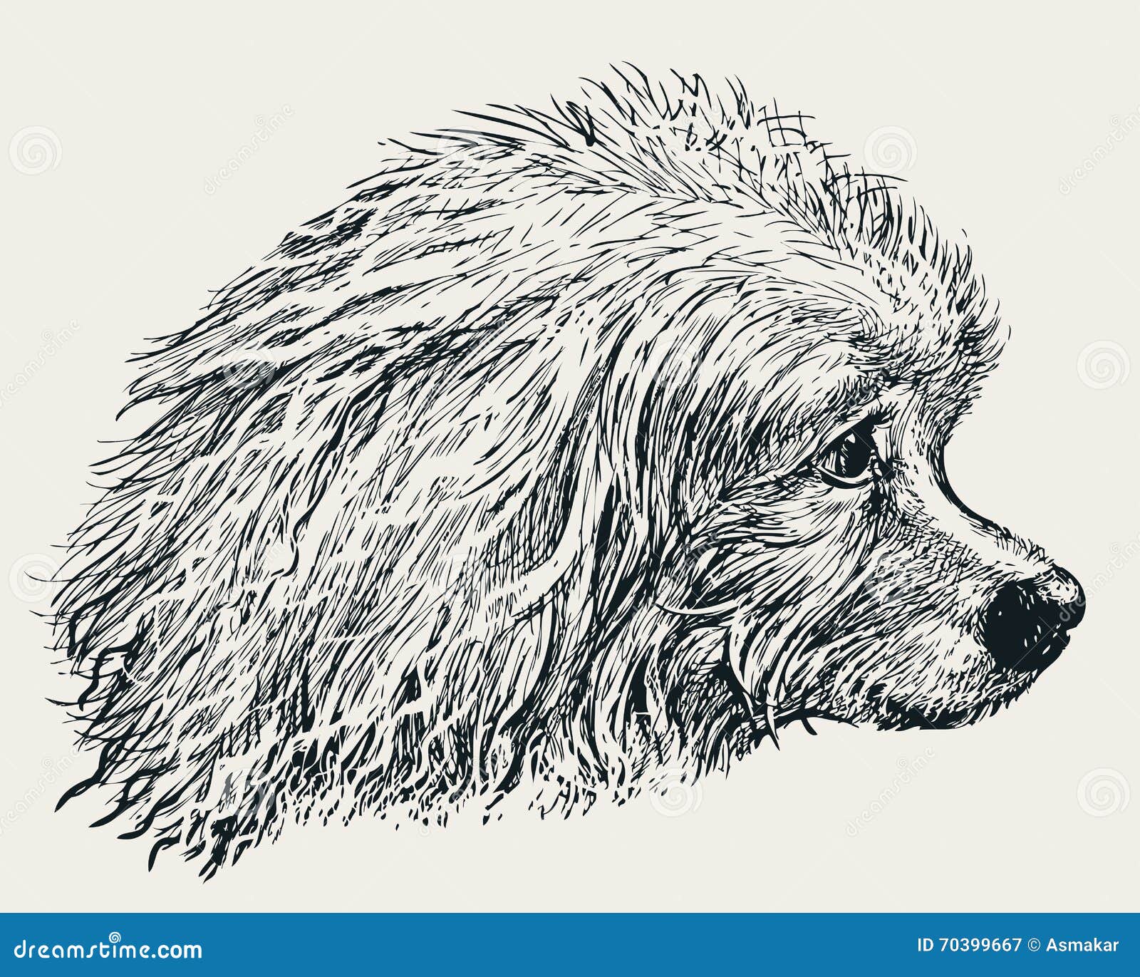 Head of the poodle stock vector. Illustration of breed - 70399667