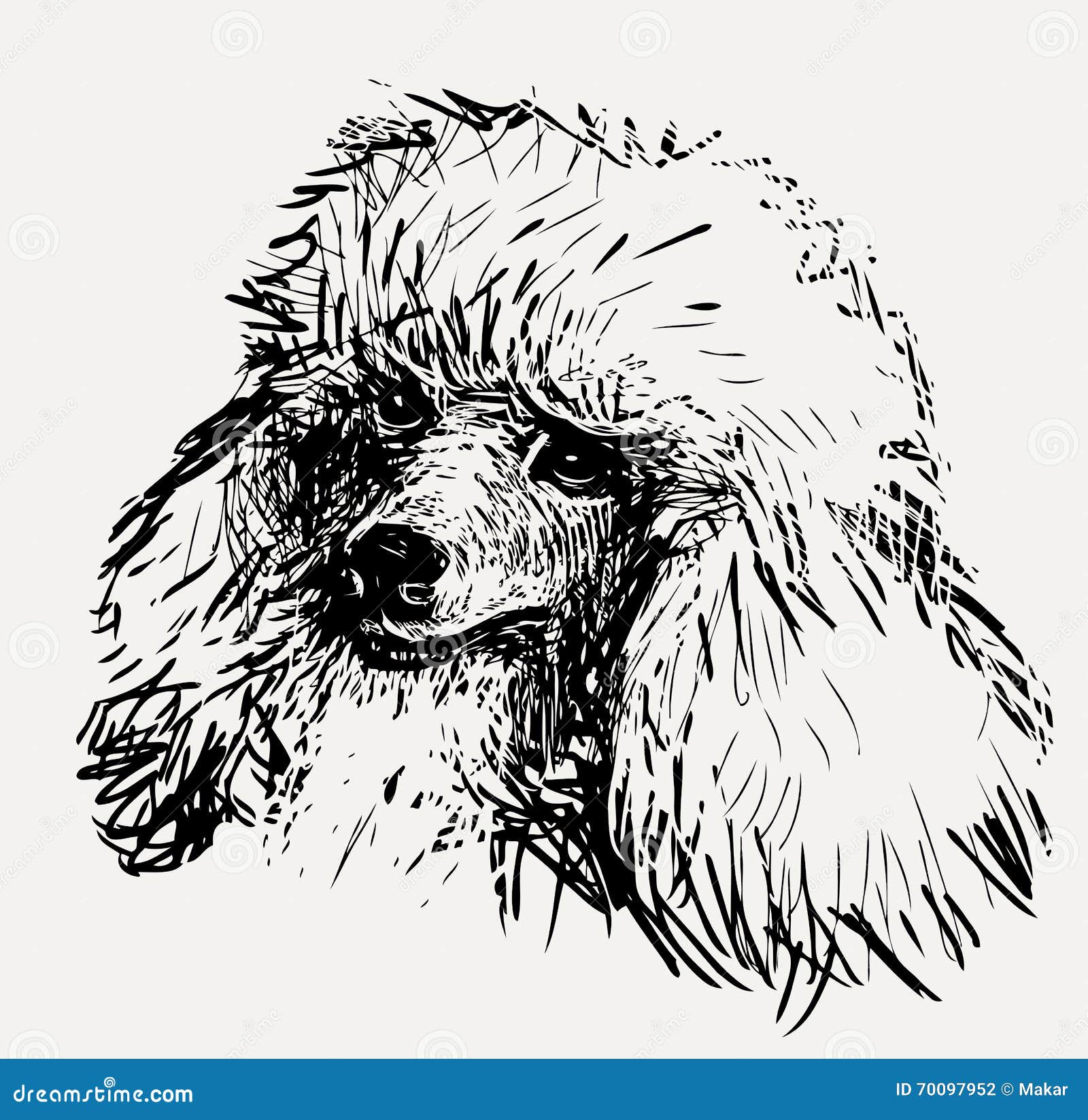 Head of poodle stock vector. Illustration of breed, sketch - 70097952