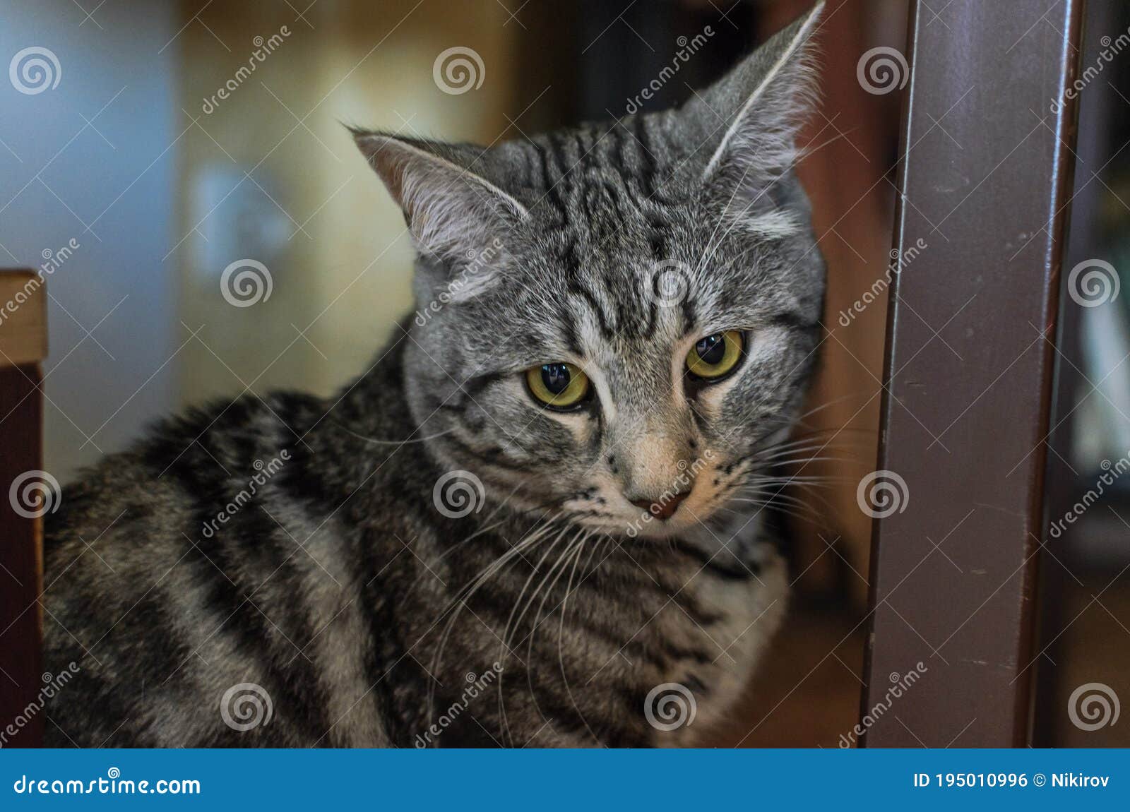 Head Portrait of Adorable Gray Cat Stock Photo - Image of home, feline ...