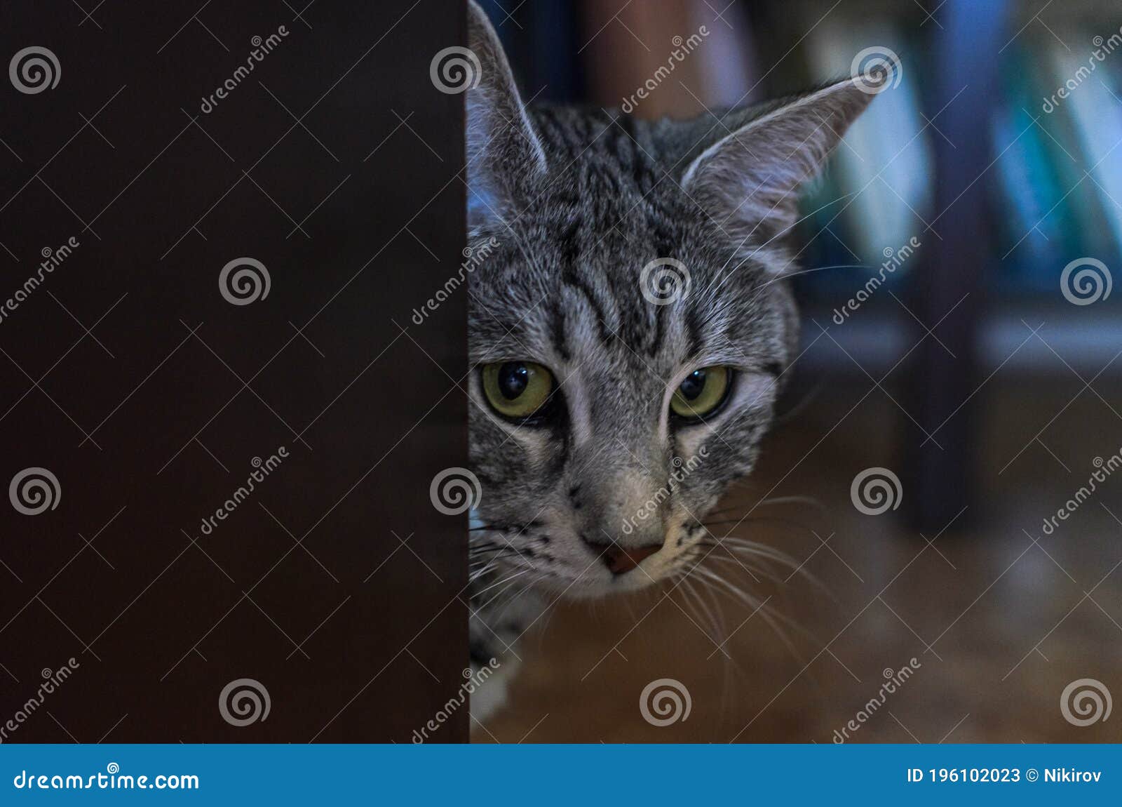 Head Portrait of Adorable Gray Cat Stock Image - Image of head, home ...