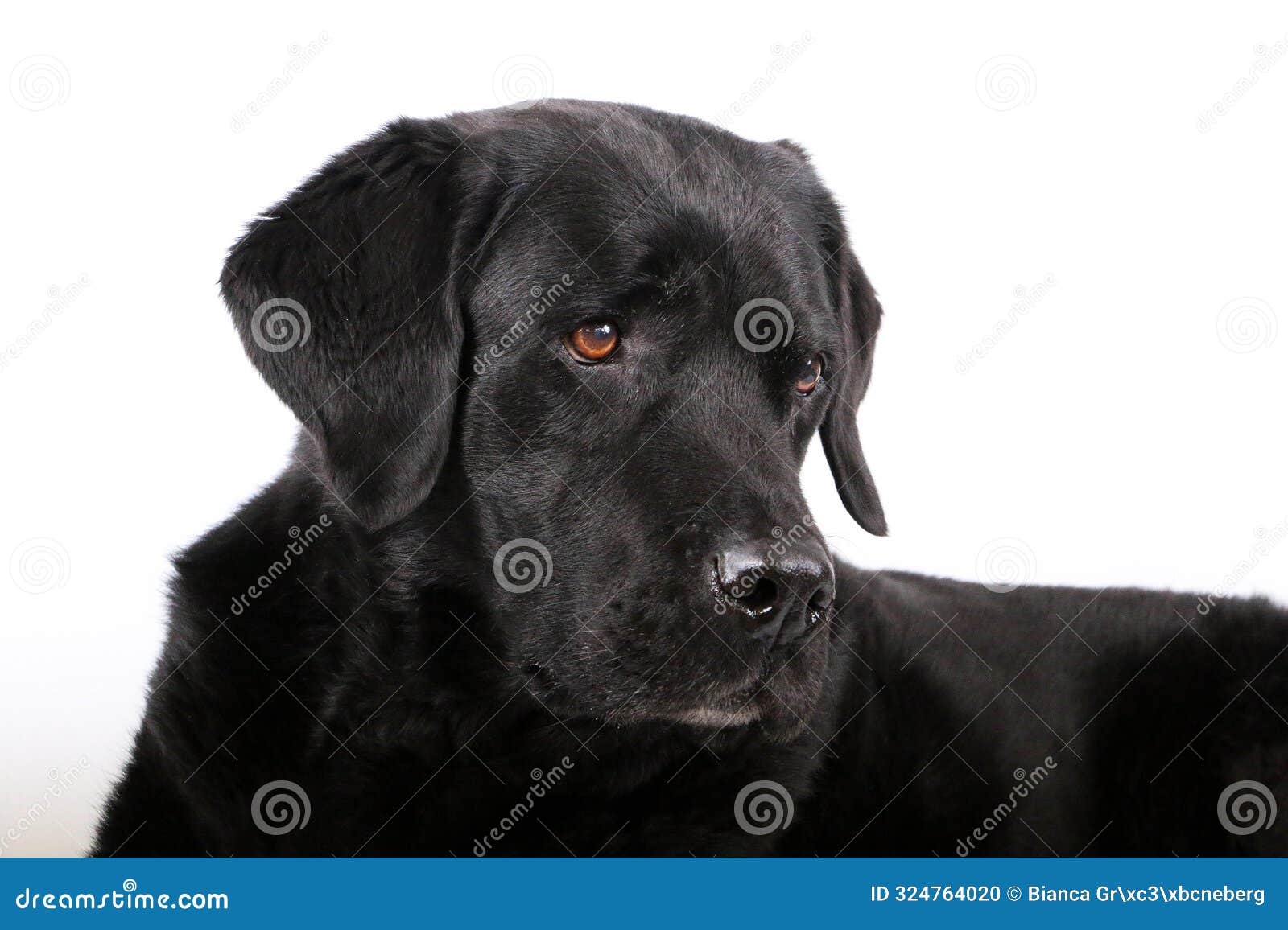 A Head Portrait from a Black Labrador Retriever in Front of a Hite ...