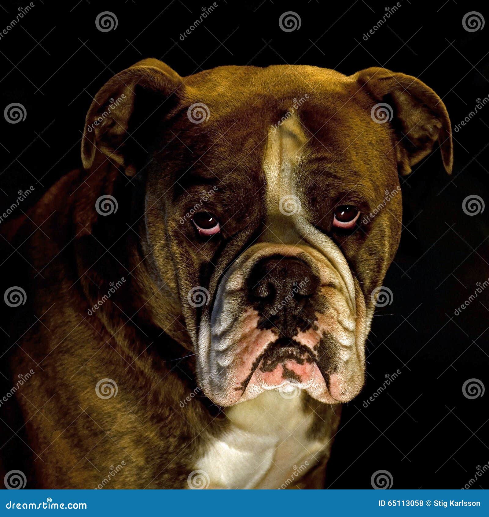 A head portrait of bulldog stock photo. Image of male - 65113058