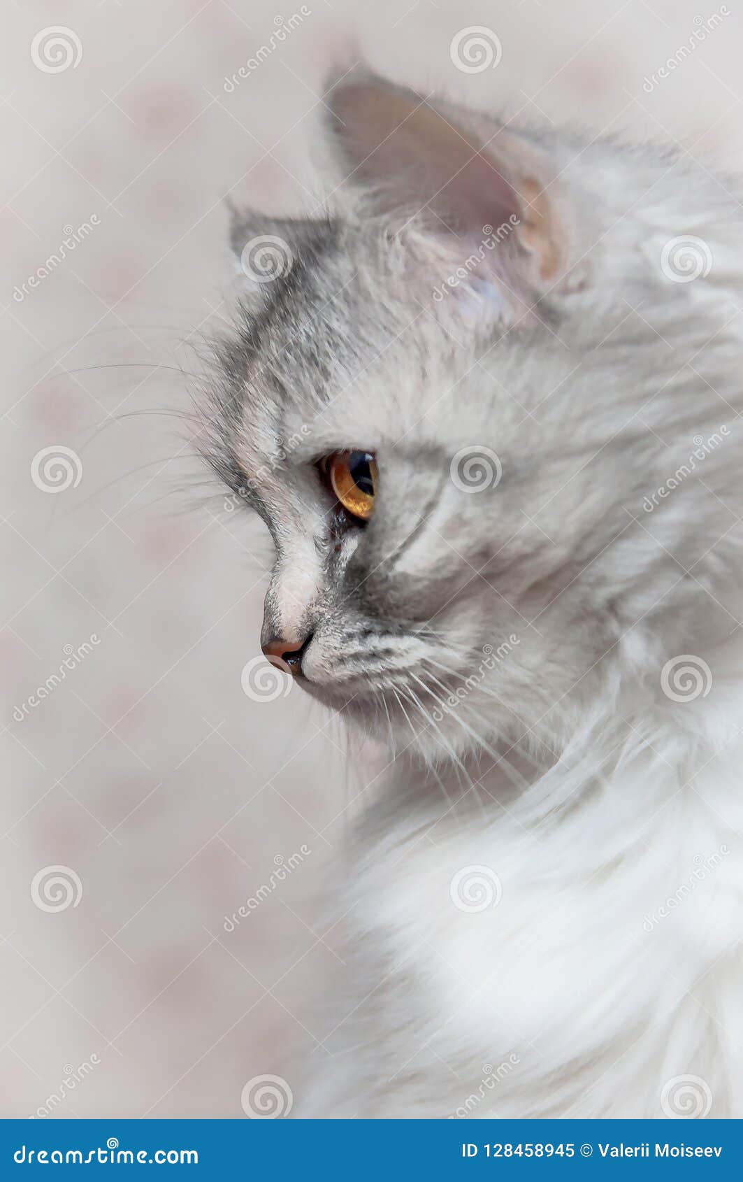 Head Portrait of Cat on Air Background Stock Image - Image of ...