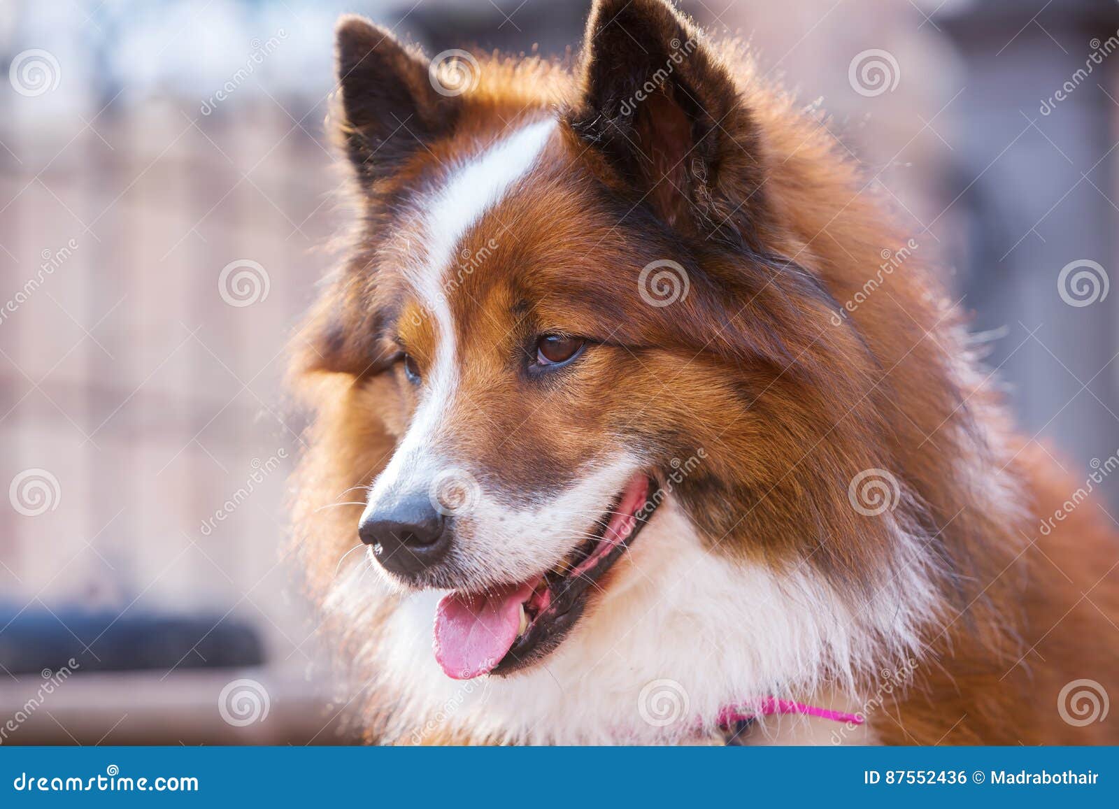 Head Portrait of an Elo Dog Stock Photo - Image of head, outdoor: 87552436
