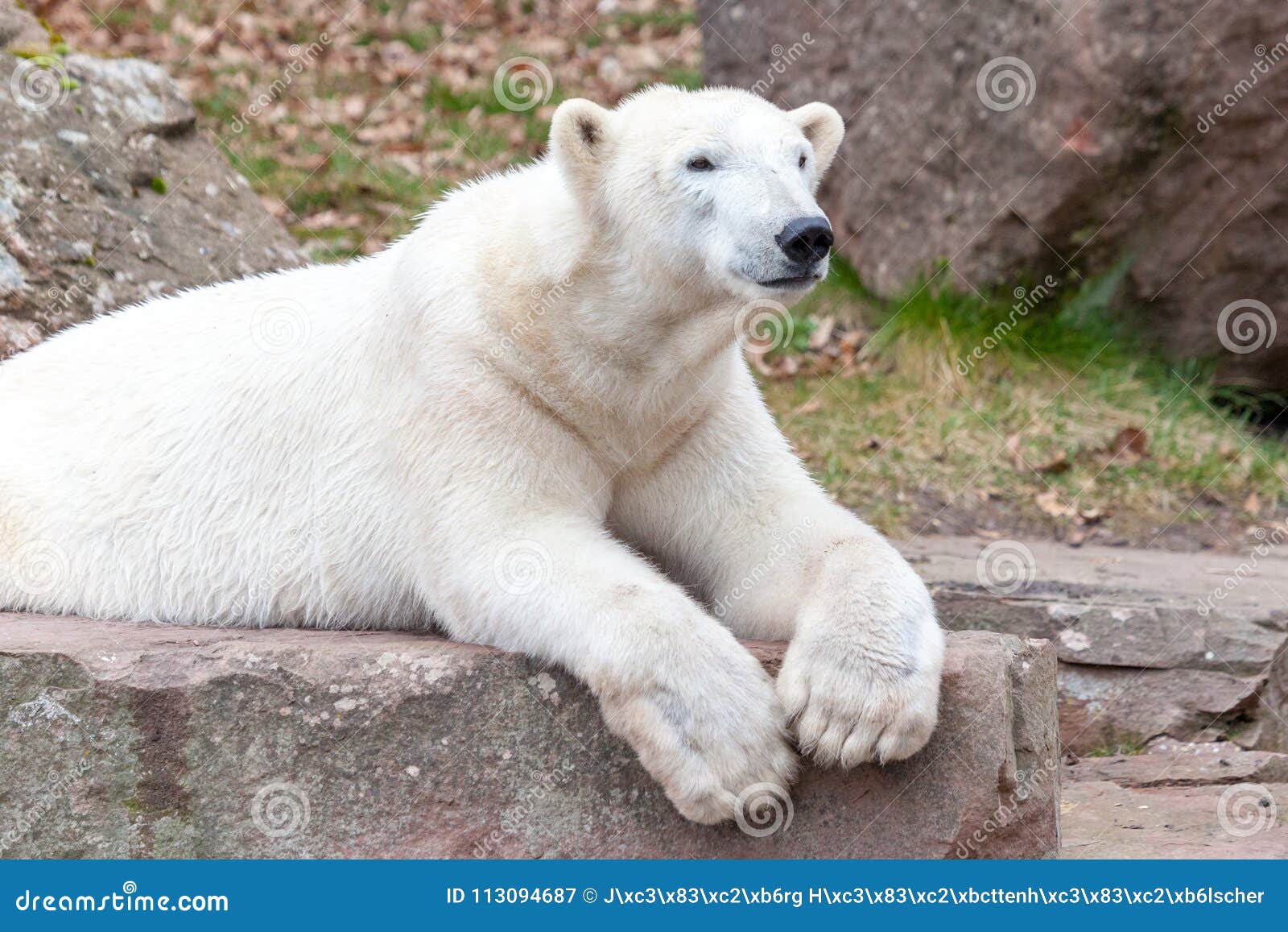 Head Portrait of an Ice Bear Stock Image - Image of north, pole: 113094687