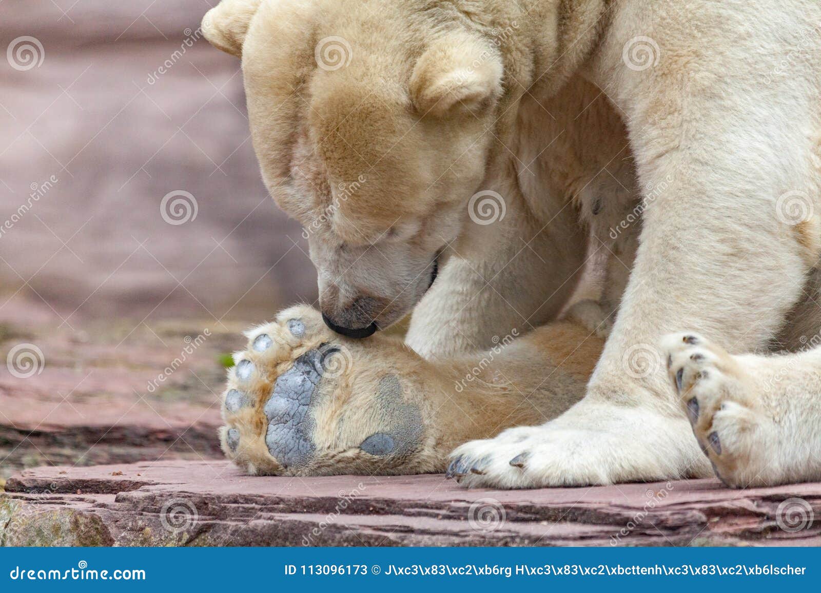 Head Portrait of an Ice Bear Stock Image - Image of icebear, polarbear ...