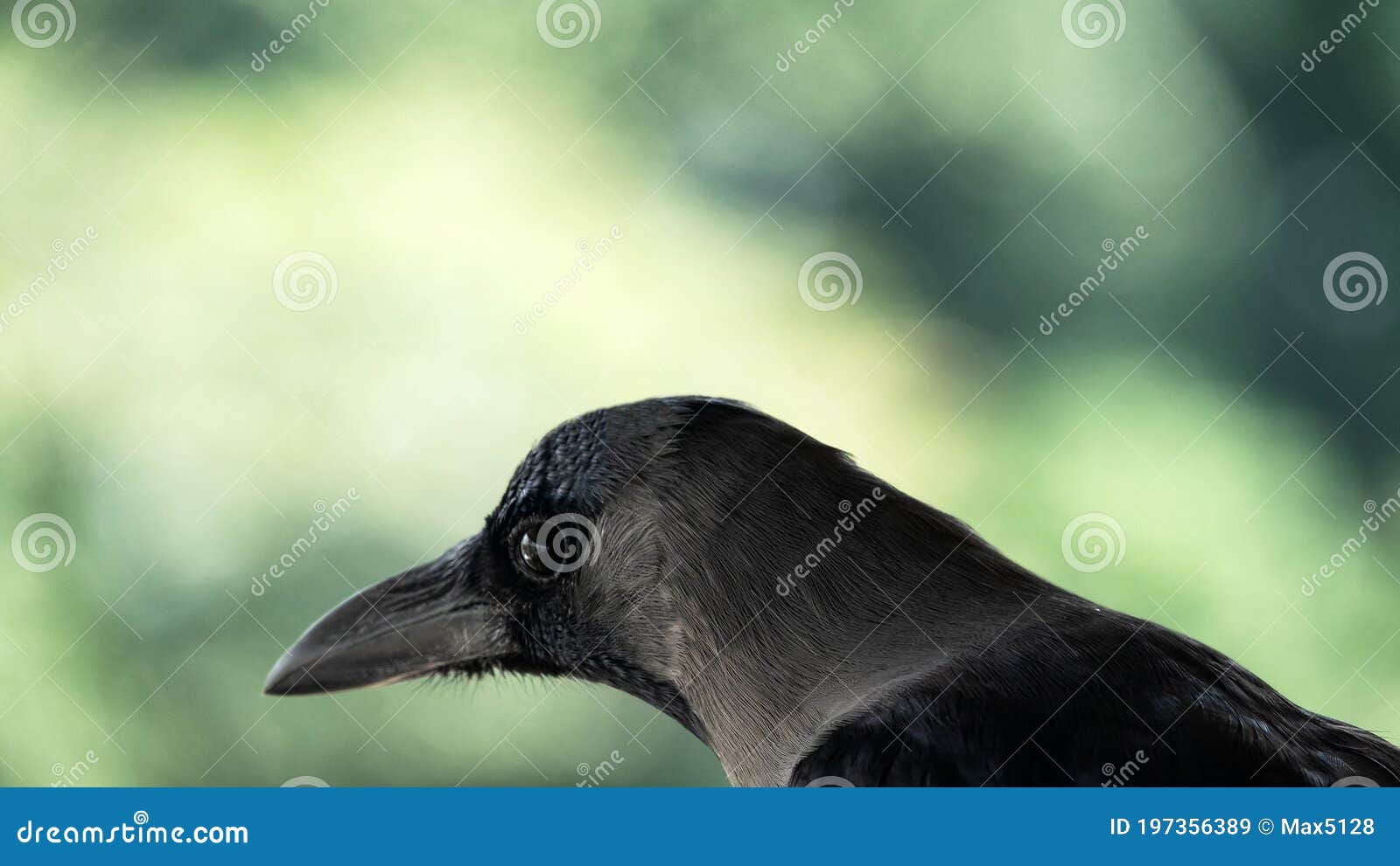 Head Portrait of Indian House Crow Stock Image - Image of foraging ...