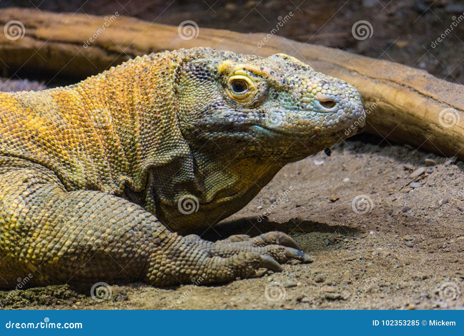 Head Portrait Komodo Dragon Stock Image - Image of aggressive, lizard ...
