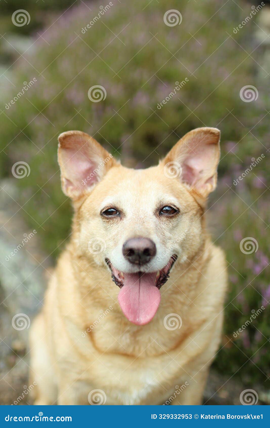 Head Portrait of Light Brown Dog with Flowers Background Stock Image ...