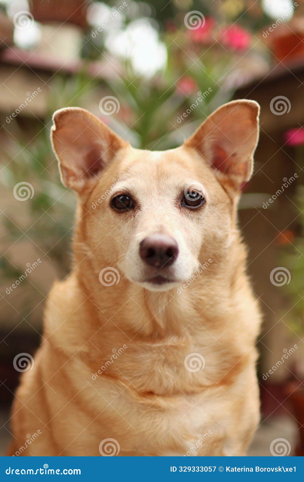 Head Portrait of Light Brown Dog with Flowers Background Stock Image ...